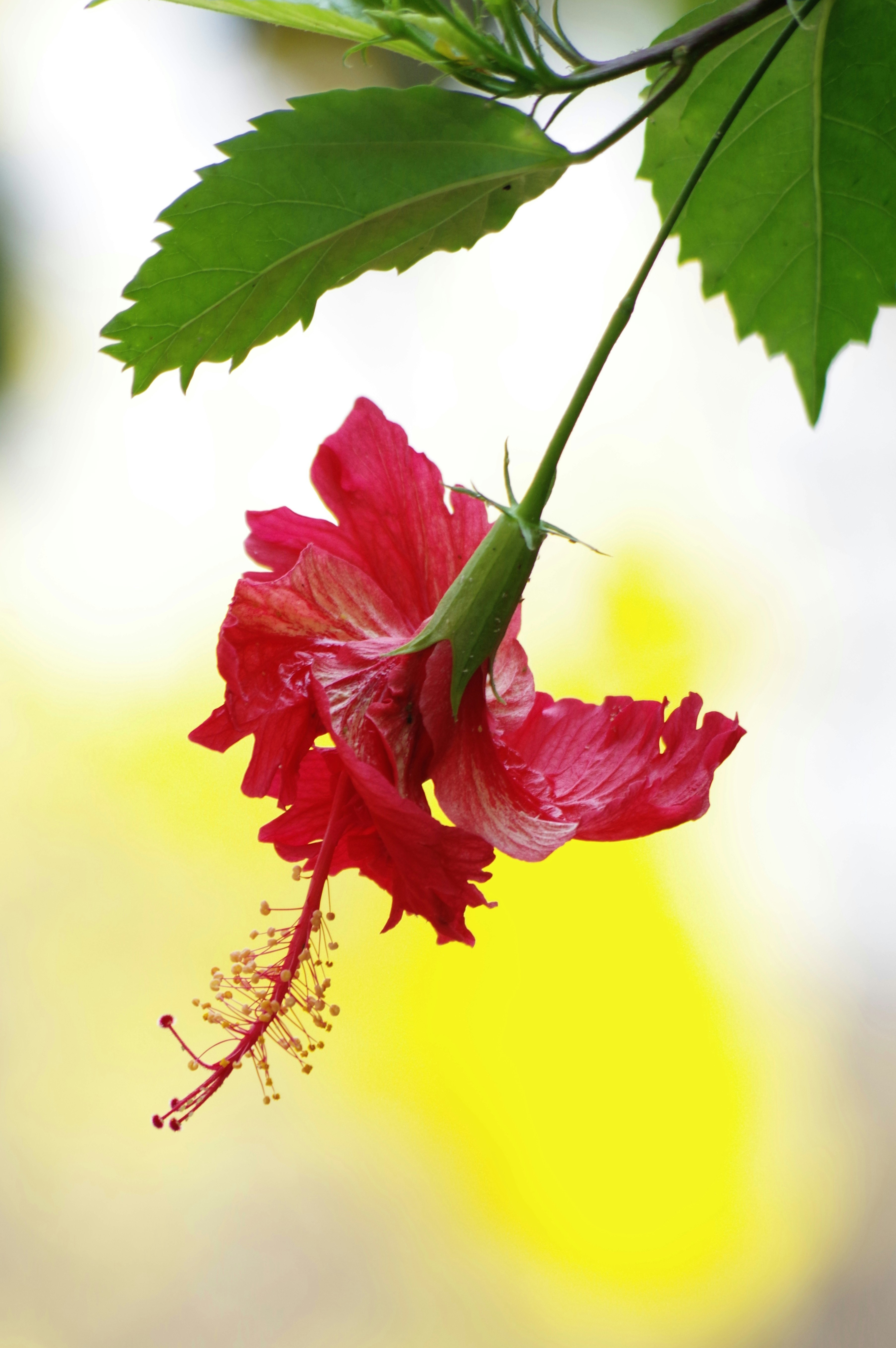 Crimson Hibiscus Pendant: A Hanging Bloom in Soft Sunlit Bokeh