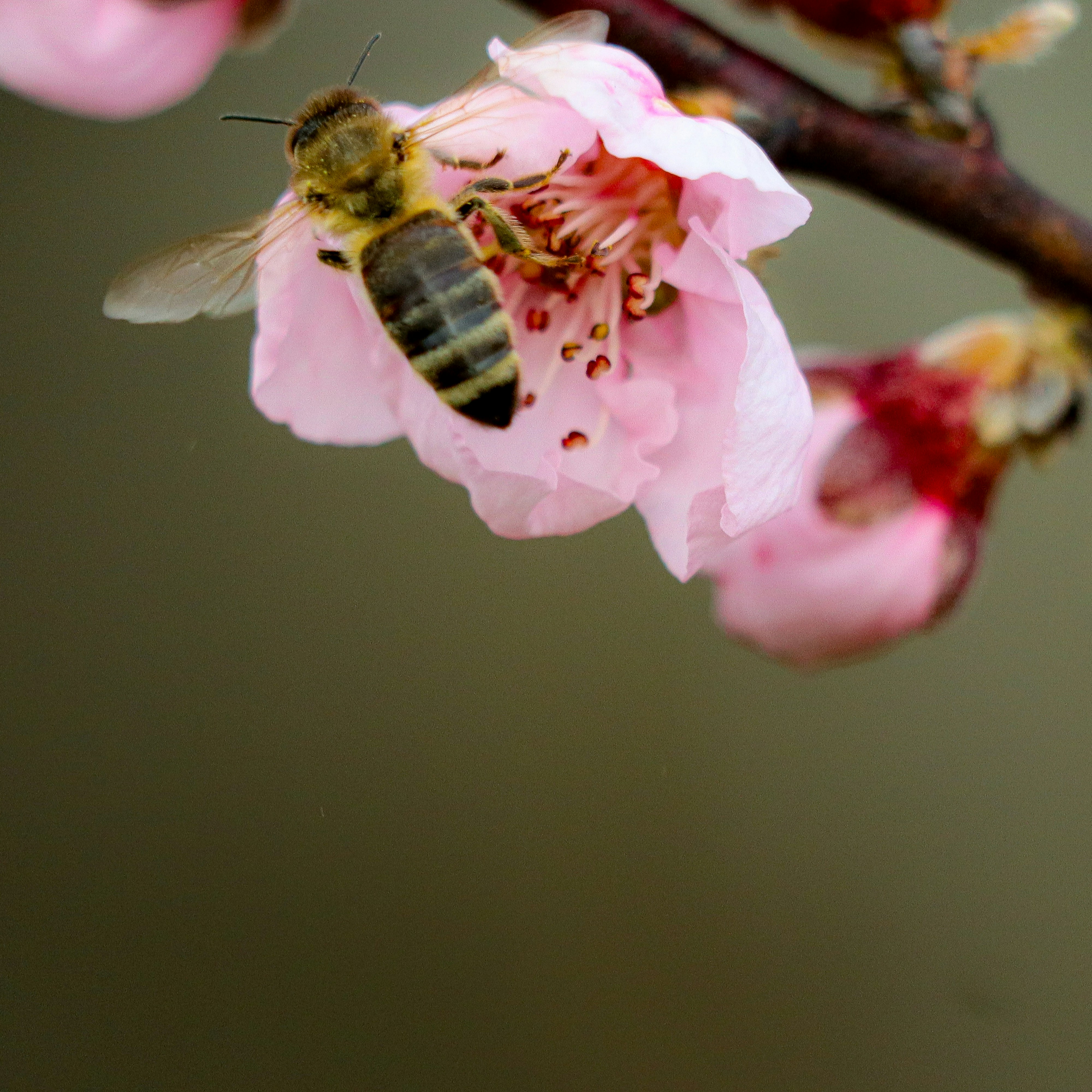 Nectar Seeker at the Pink Blossom: A Macro Bee Portrait