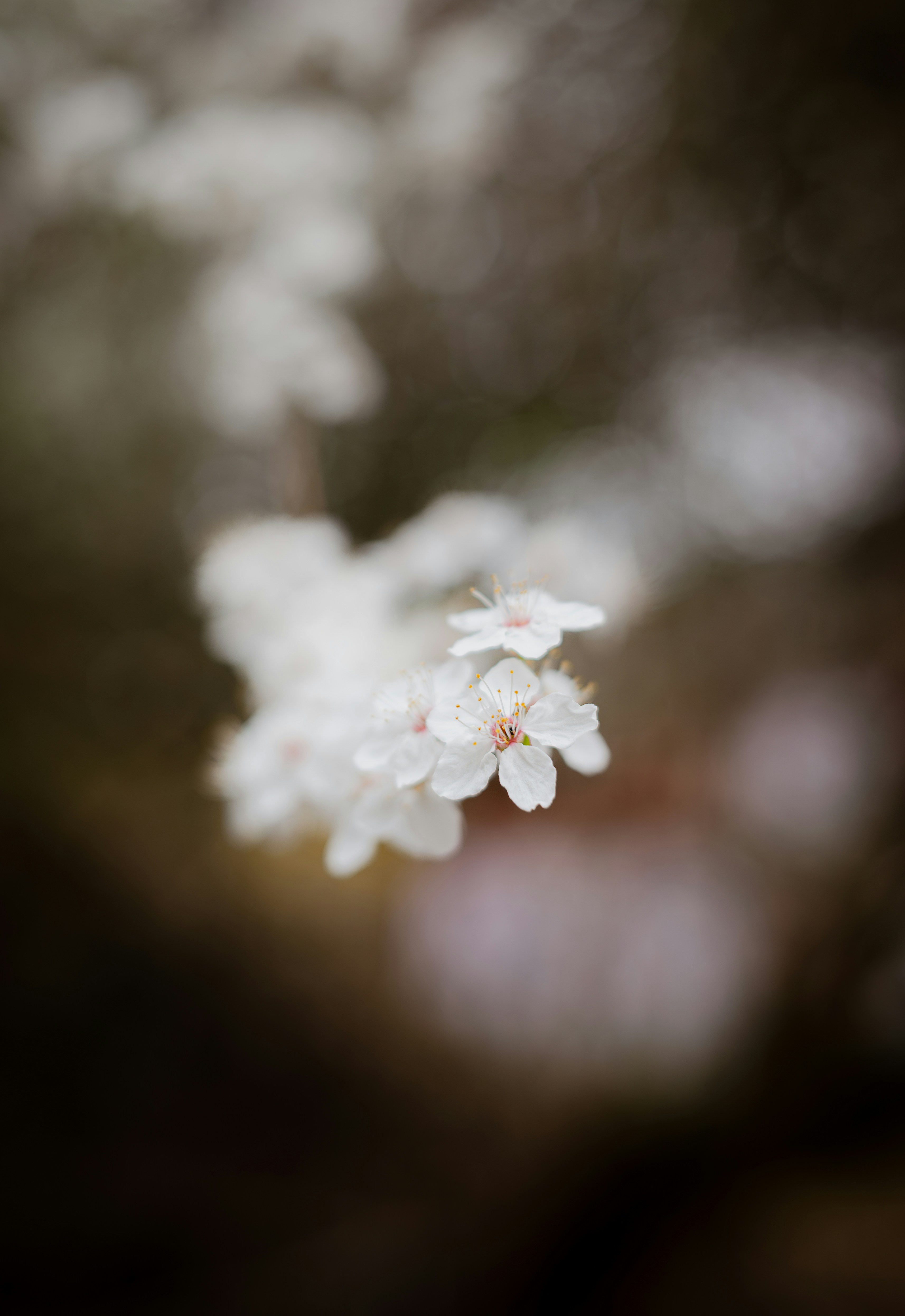 Close-up photograph of a delicate cherry blossom cluster against a soft, creamy bokeh background.