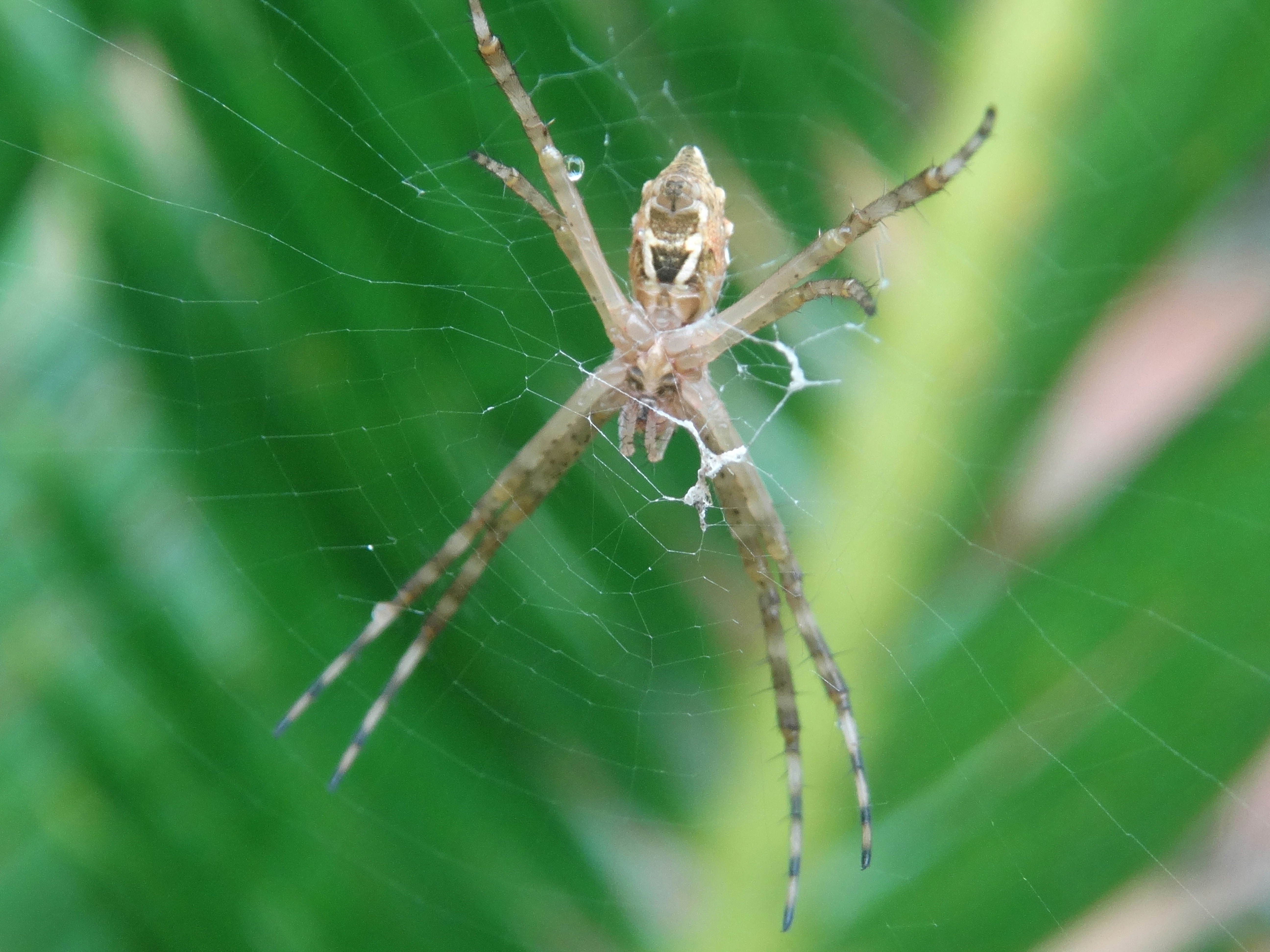 Silk Centerpiece: A Garden Spider in Its Geometric Web
