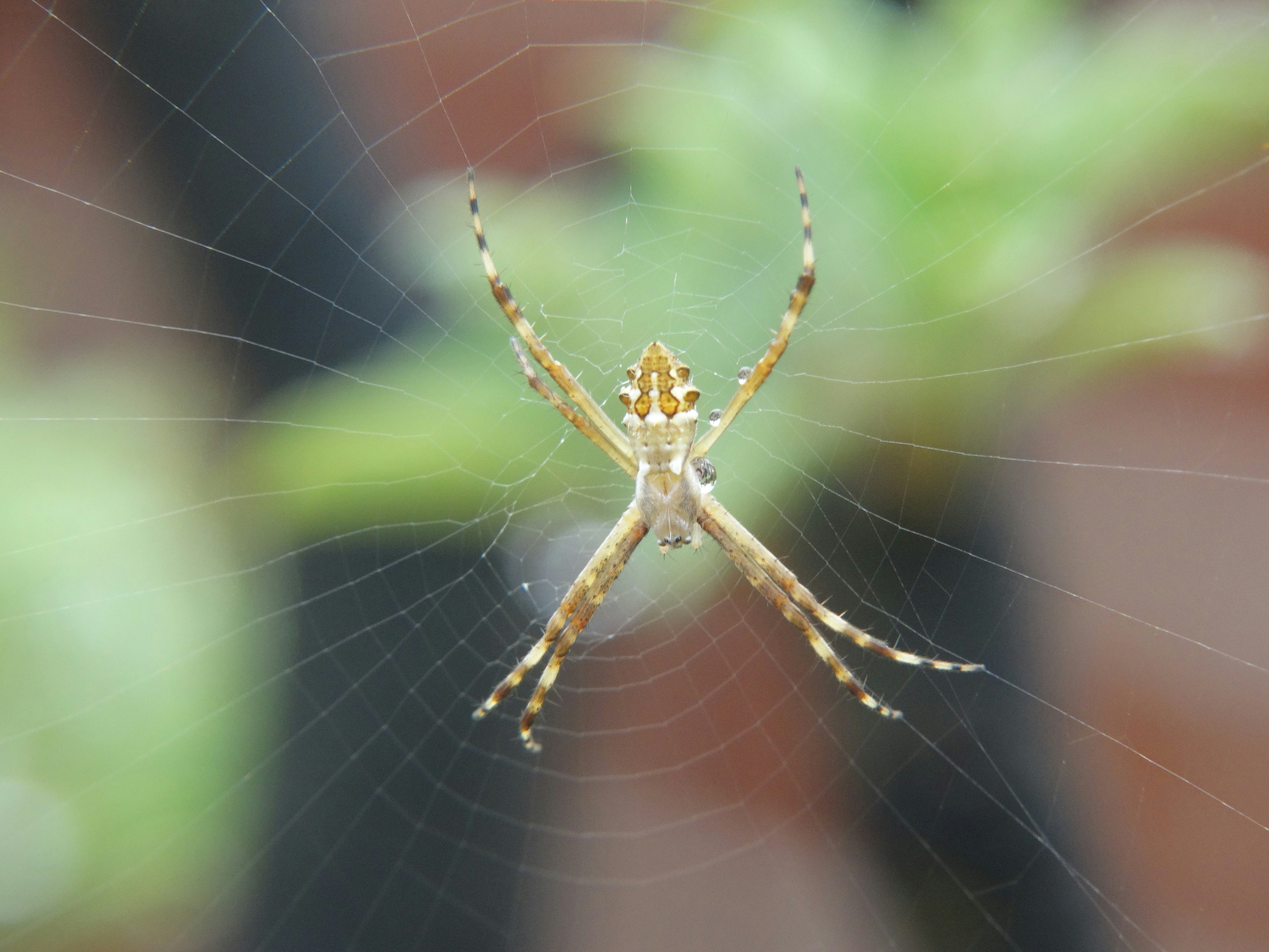 Center Stage: Cross-Spider Anchoring a Concentric Web
