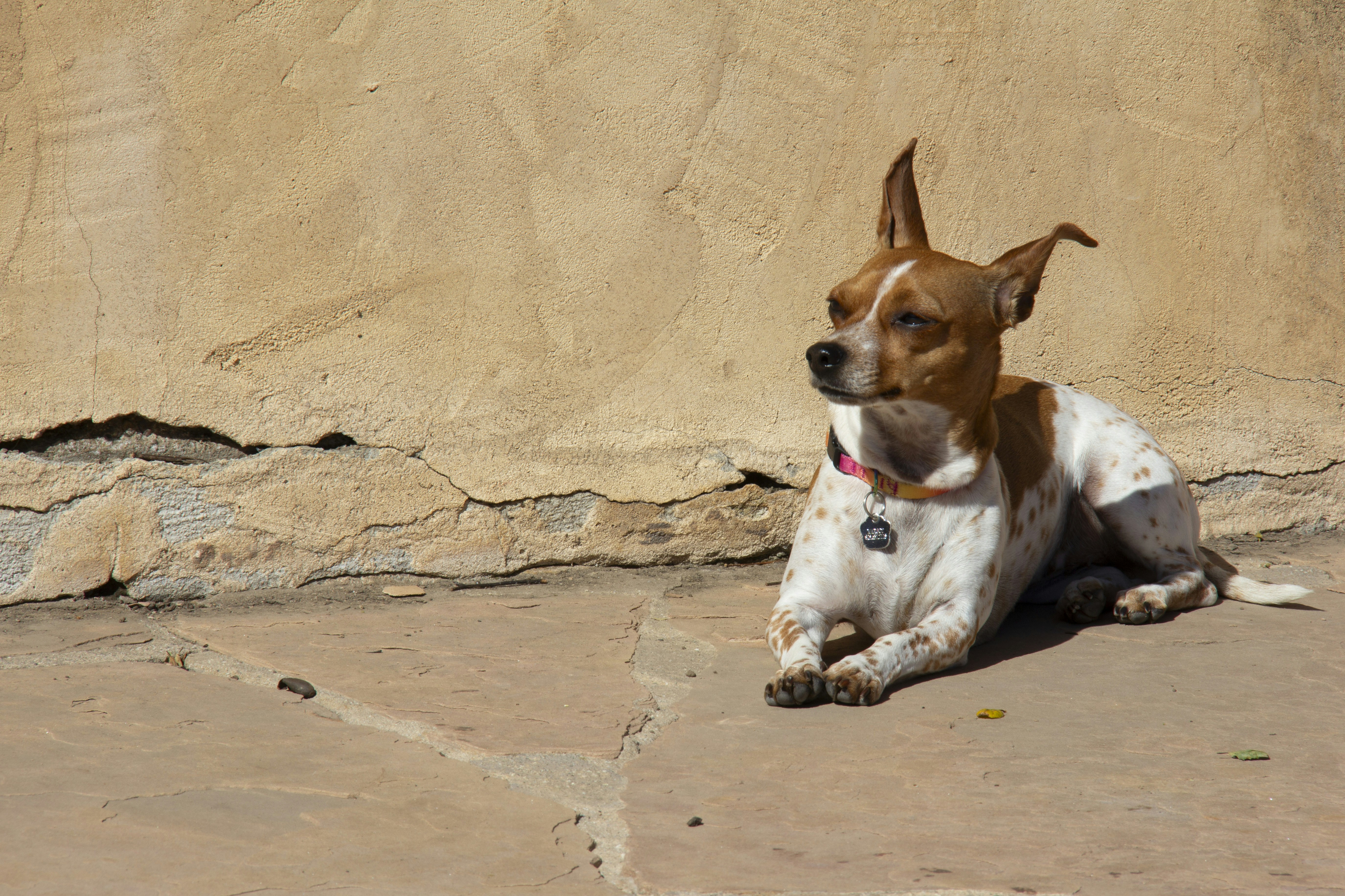 A small dog lounges on a sunlit stone surface, gazing thoughtfully at its surroundings against a textured wall.