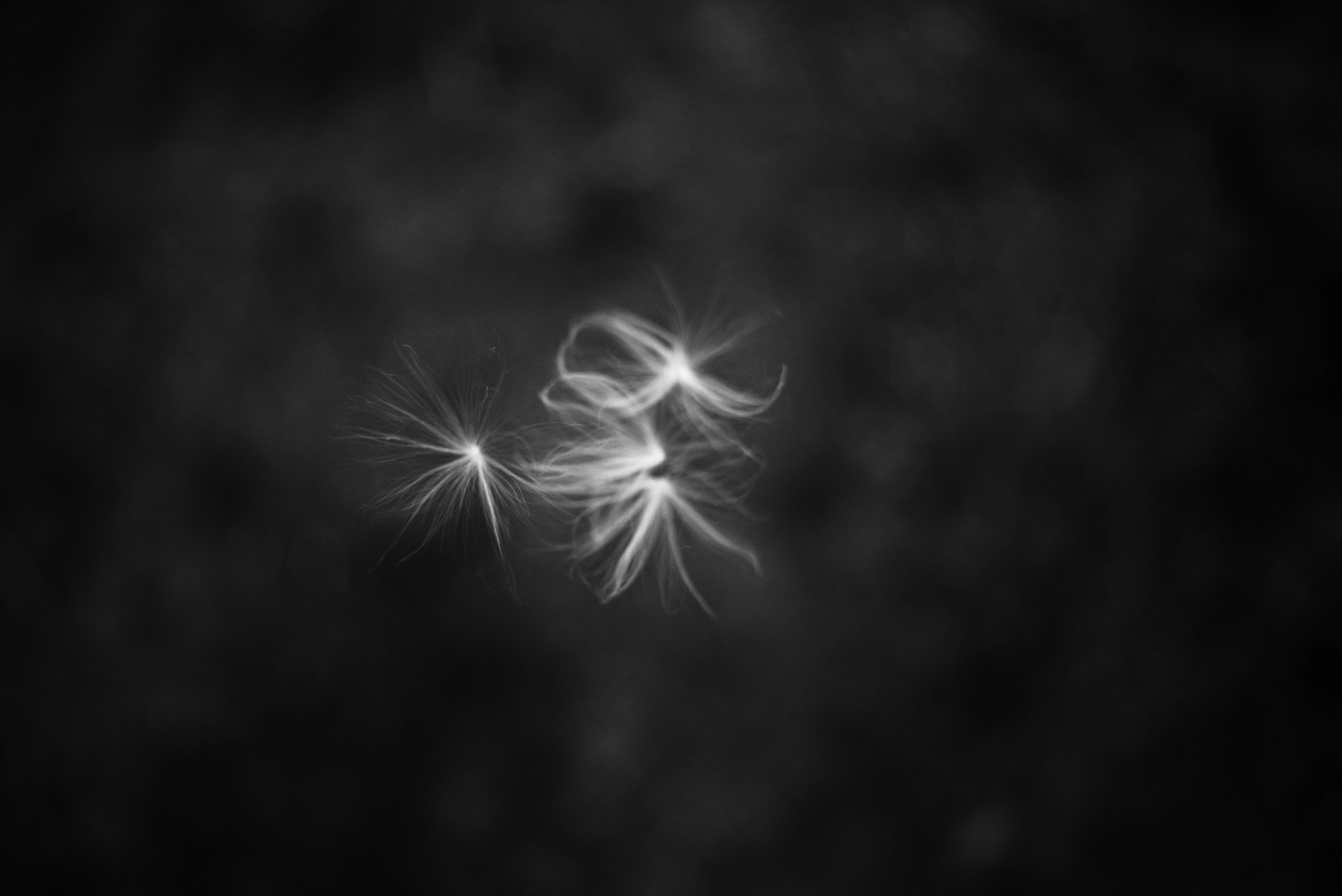 Monochrome Drift: Three Dandelion Seeds in Quiet Focus
