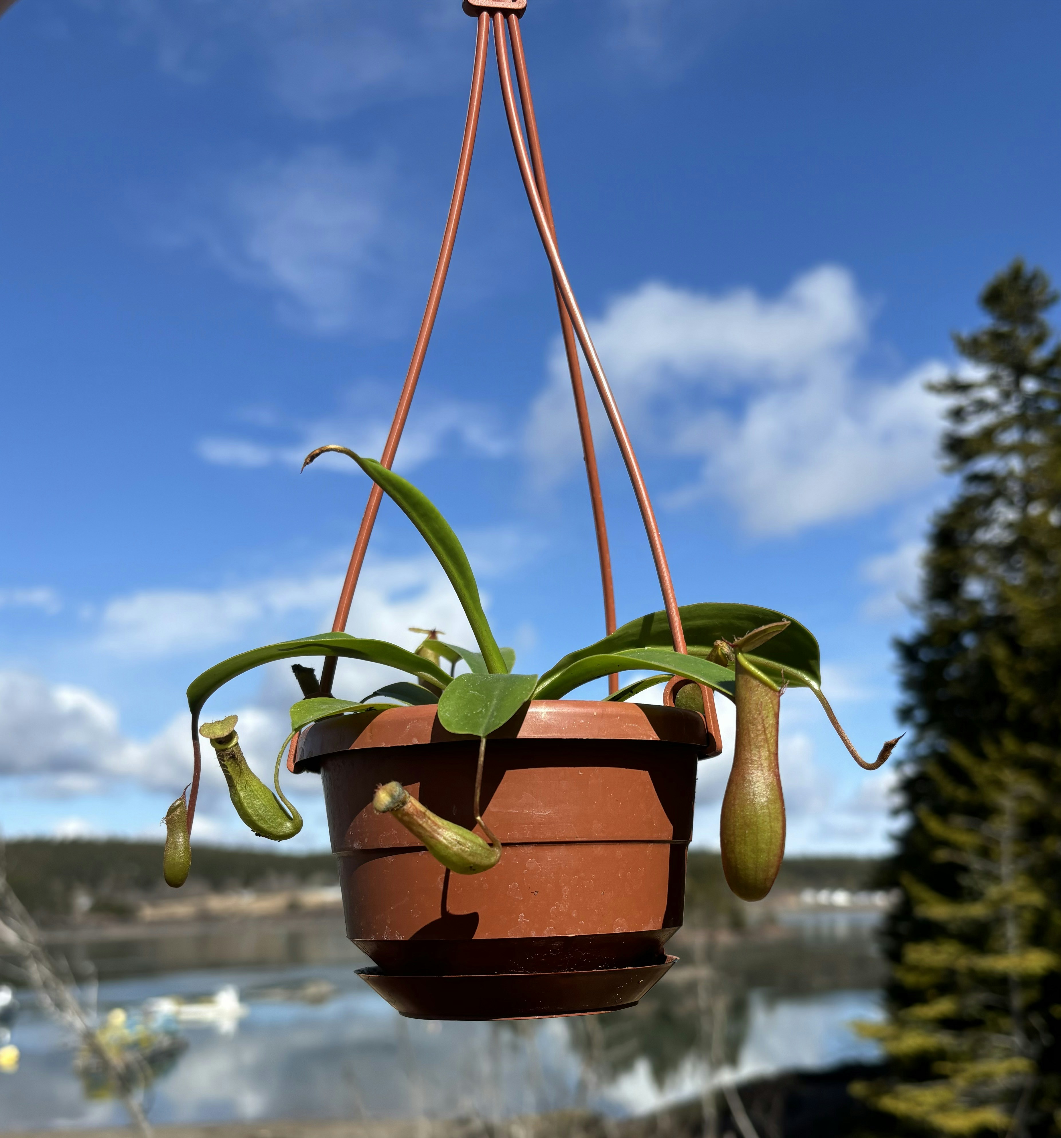 Pendulum of Green: Pitcher Plant in a Floating Terracotta Pod