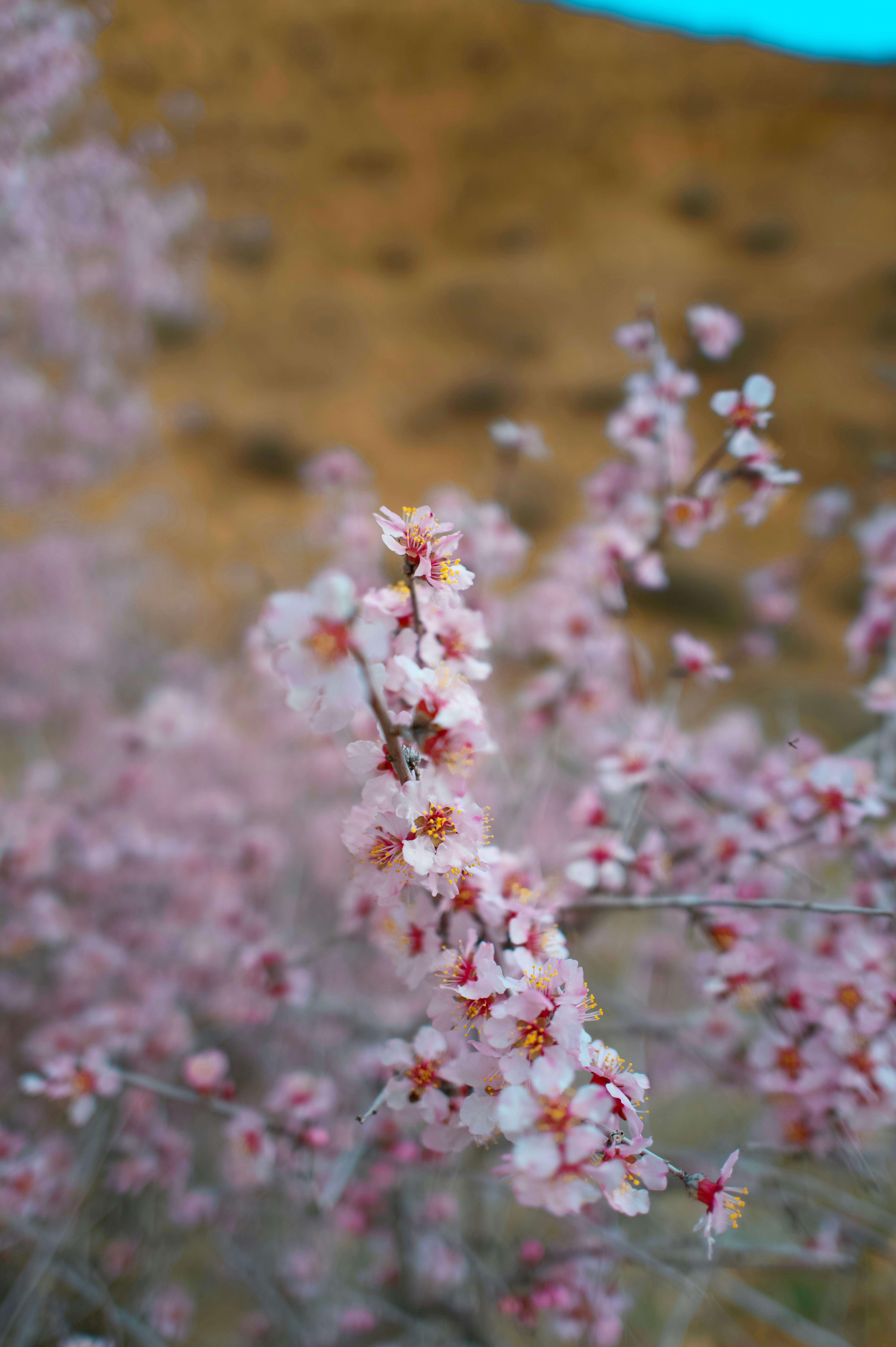Pink Blossom Close-Up: Quiet Spring in Soft Focus