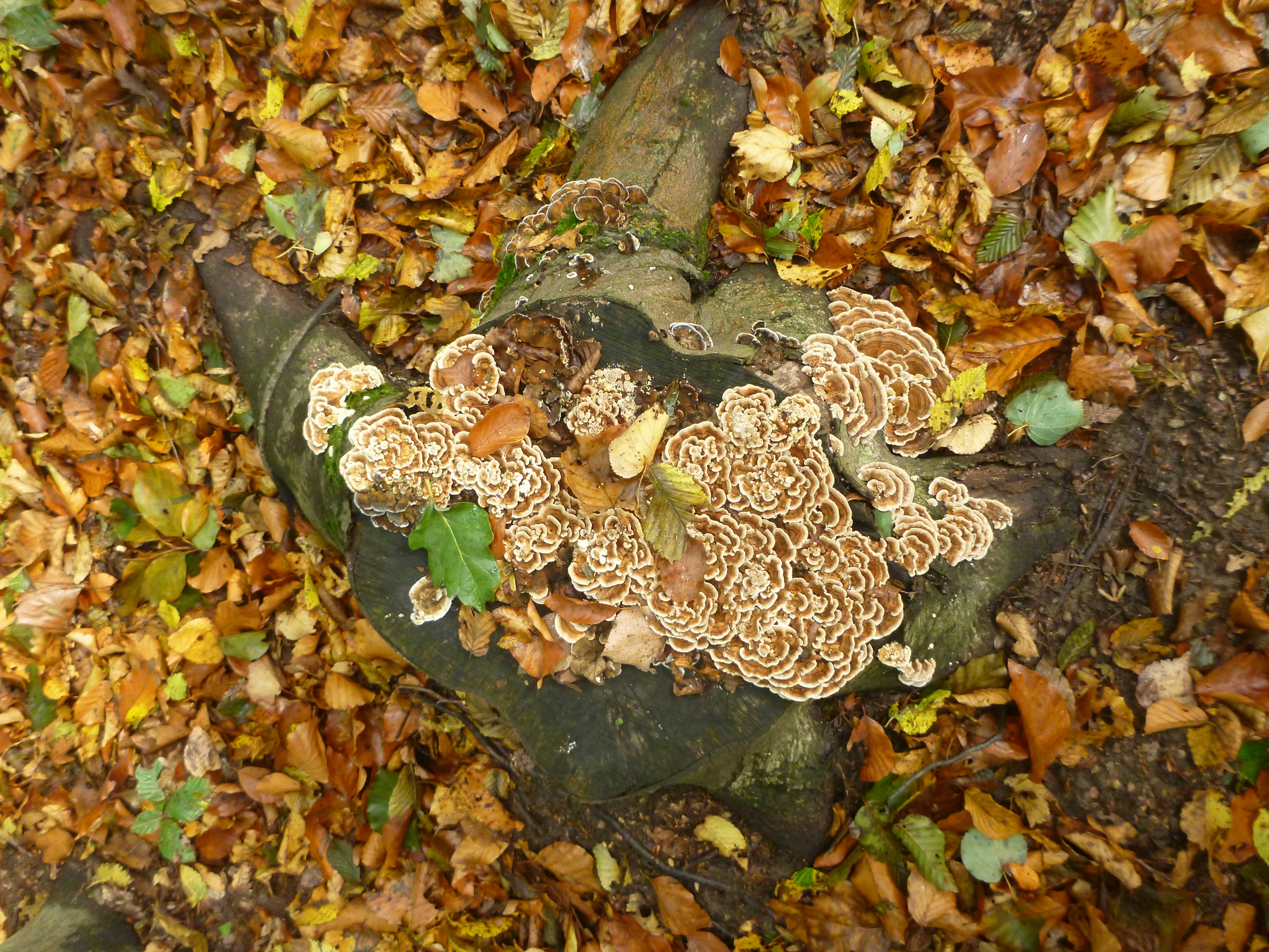 Shelf fungi cluster on a dark rock amid autumn leaves. The close composition emphasizes texture and earthy tones of the forest floor.