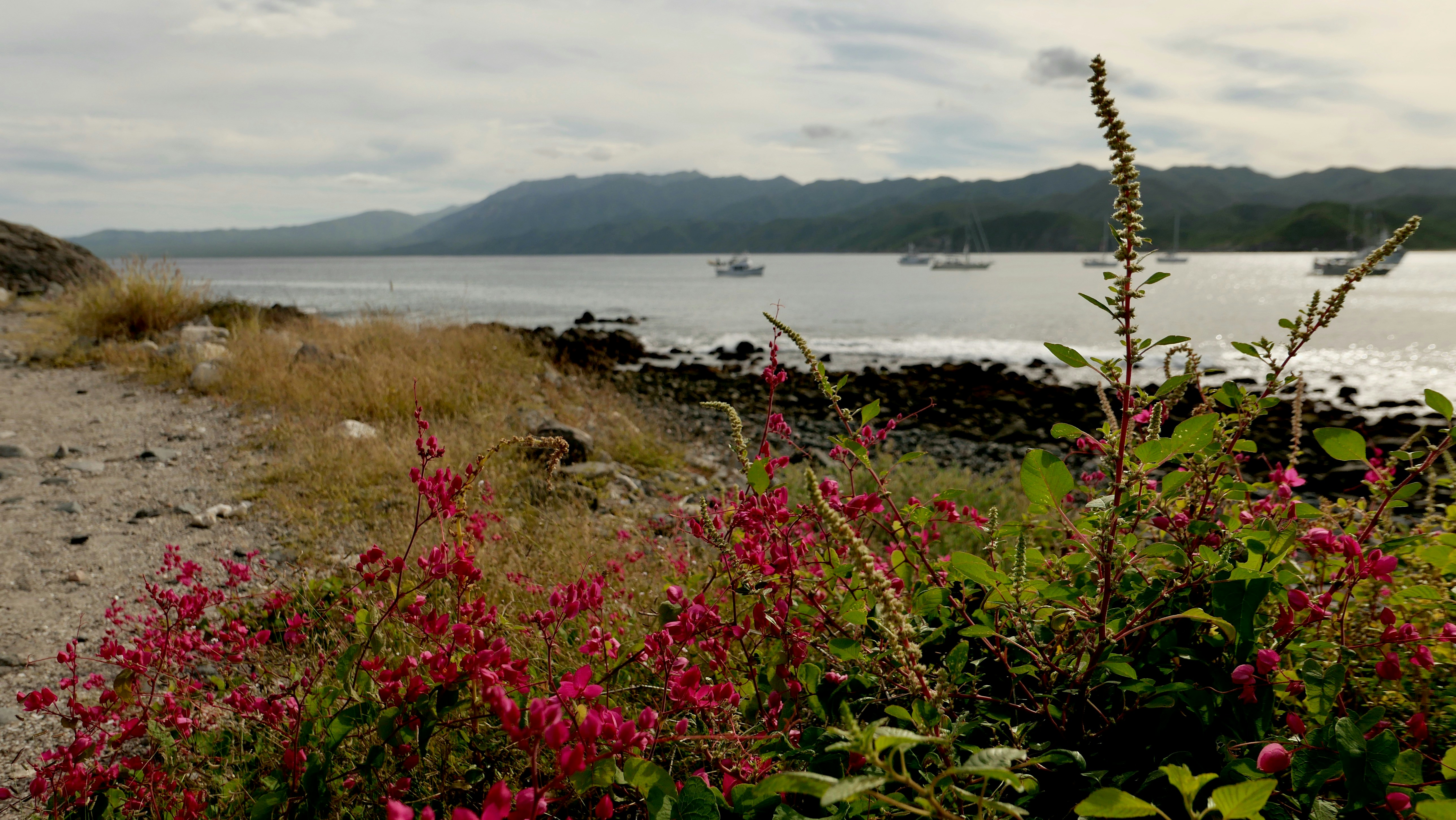 Magenta wildflowers frame a tranquil shoreline with a calm bay, distant boats, and mountain backdrop under a cloudy sky.