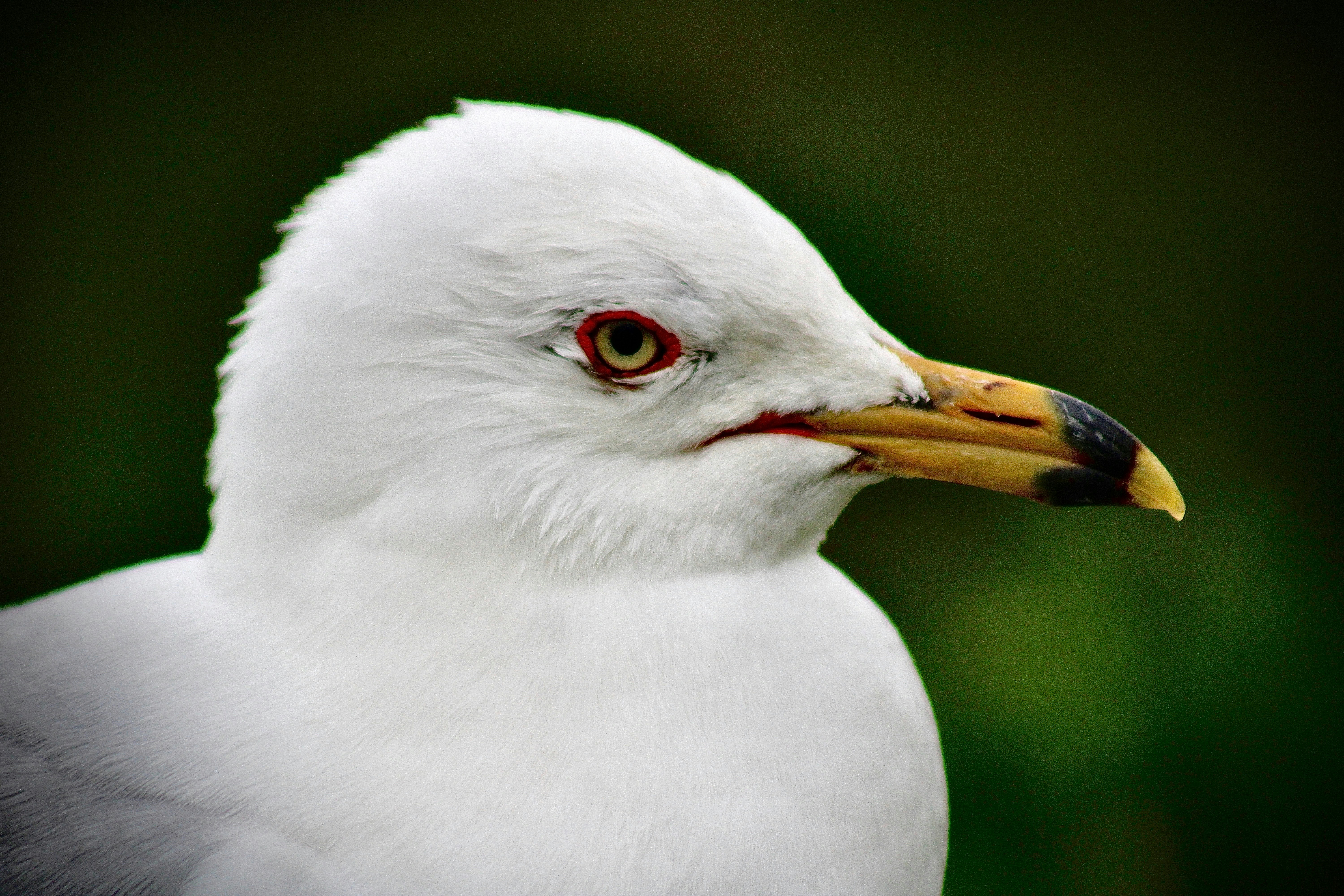 Portrait of a seagull
