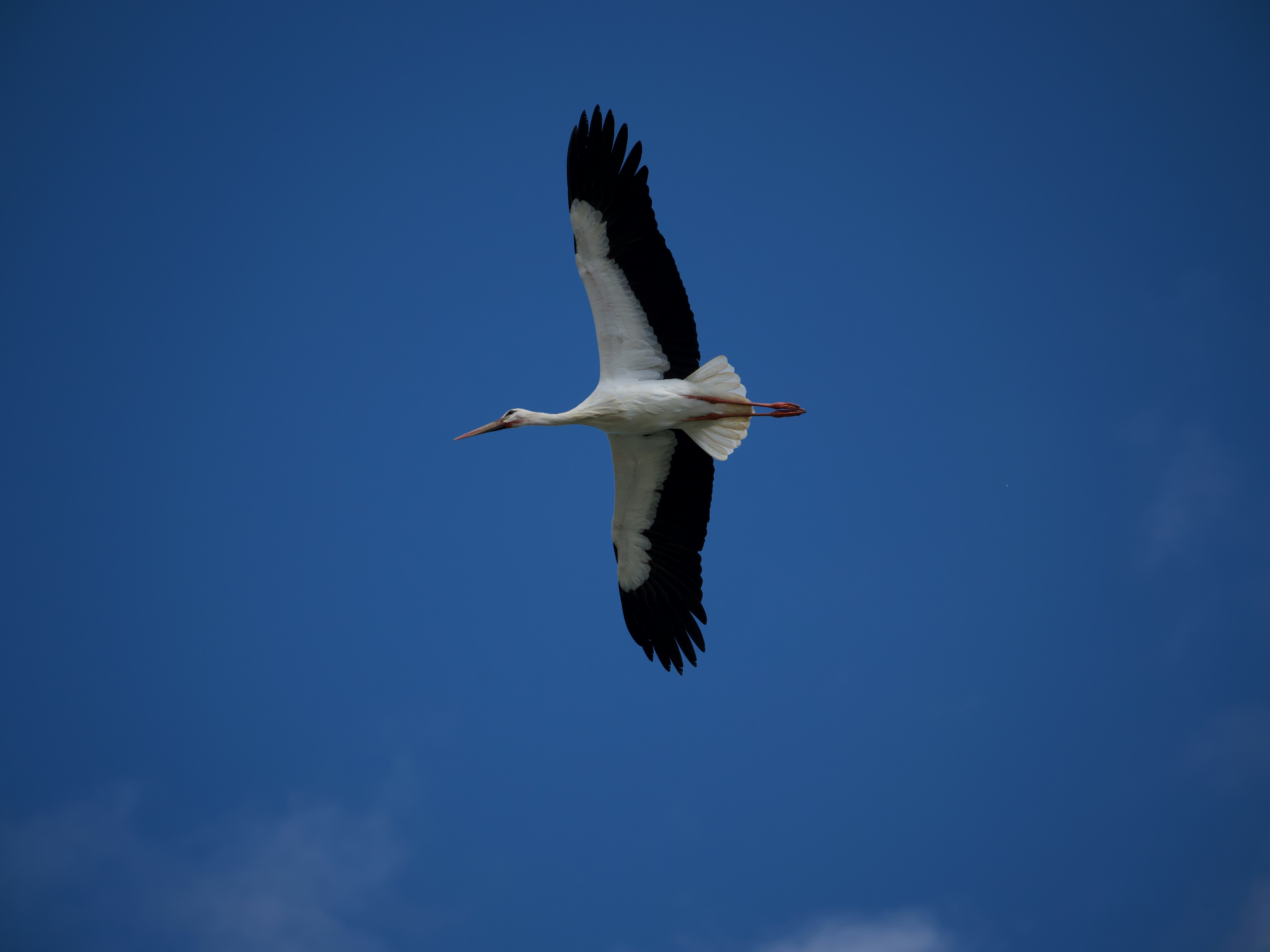 Stork in flight | a large white bird flying through a blue sky