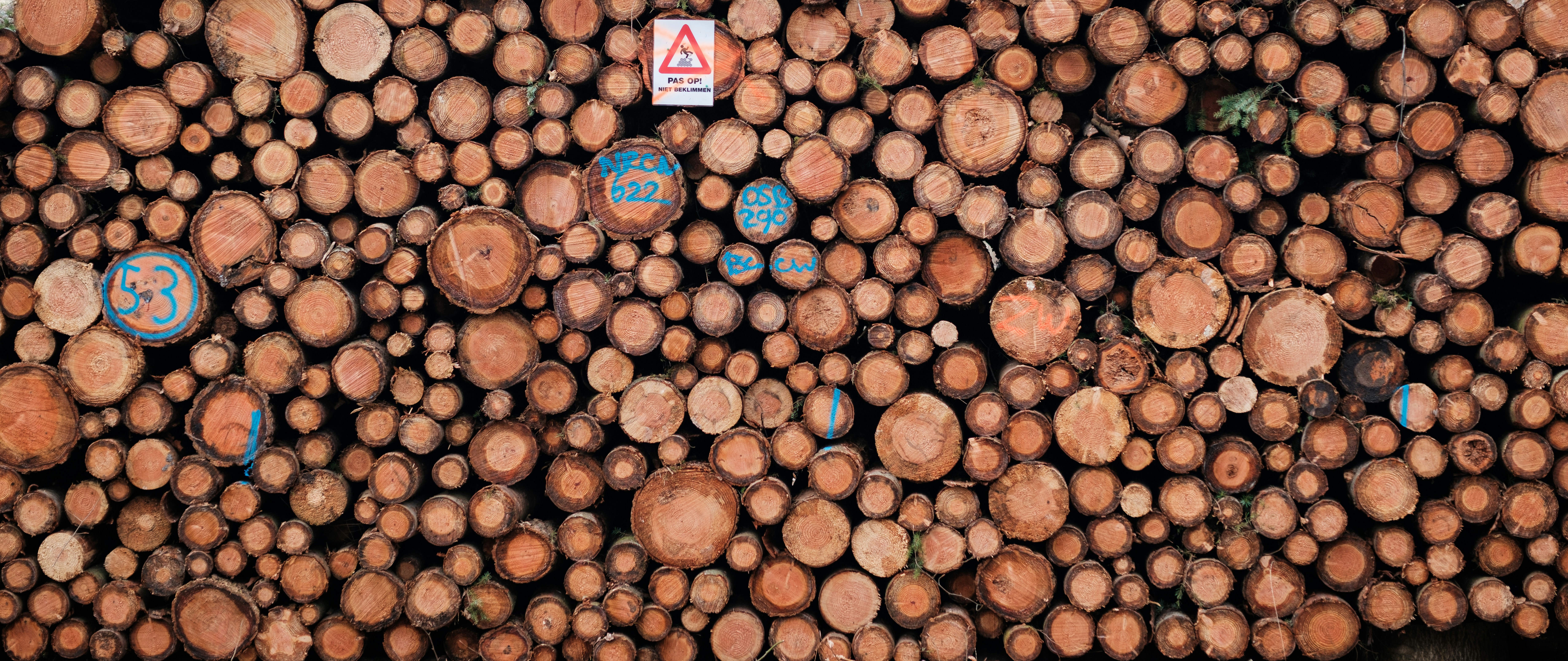 Concentric Mosaic: Growth Rings in a Stack of Logs