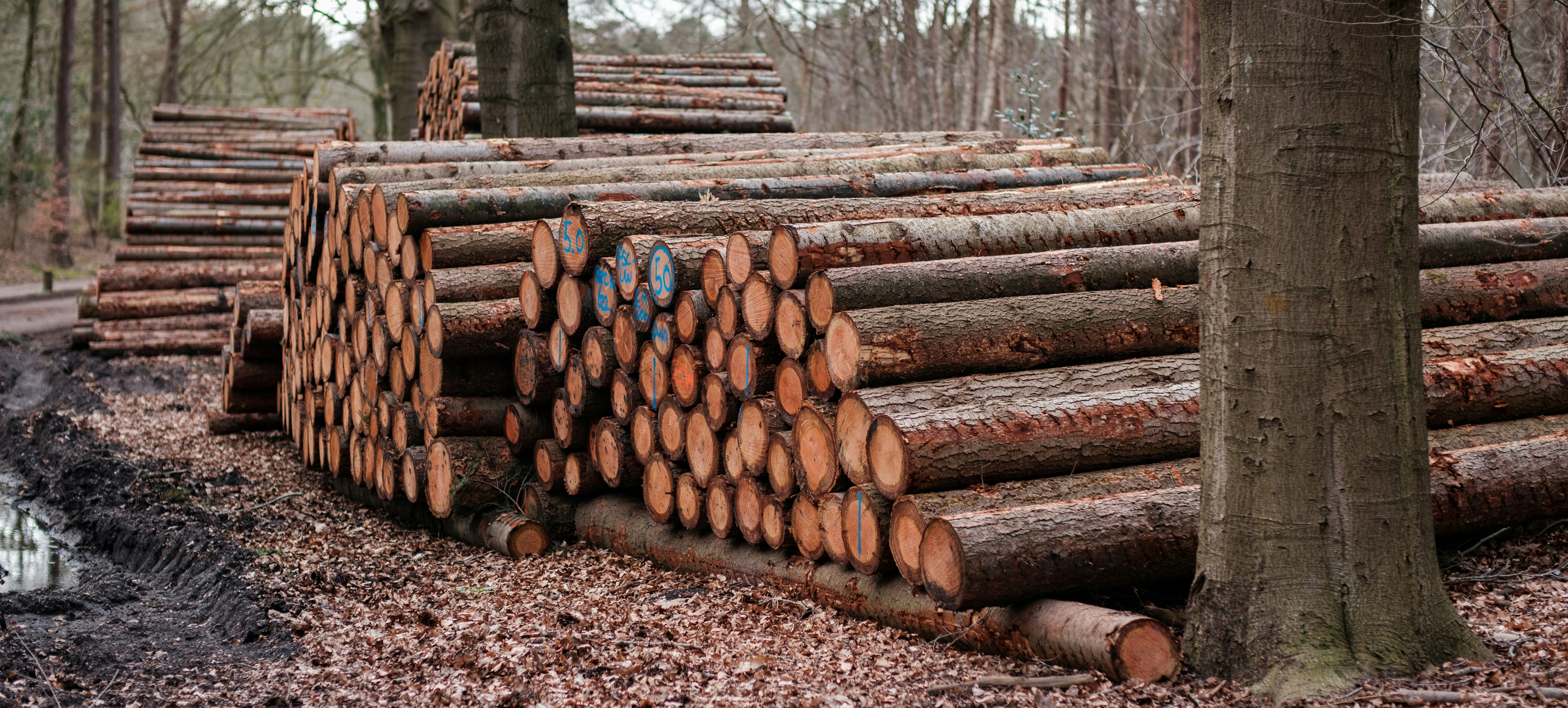 Big pile of wood.. One hour walk for Earth Hour