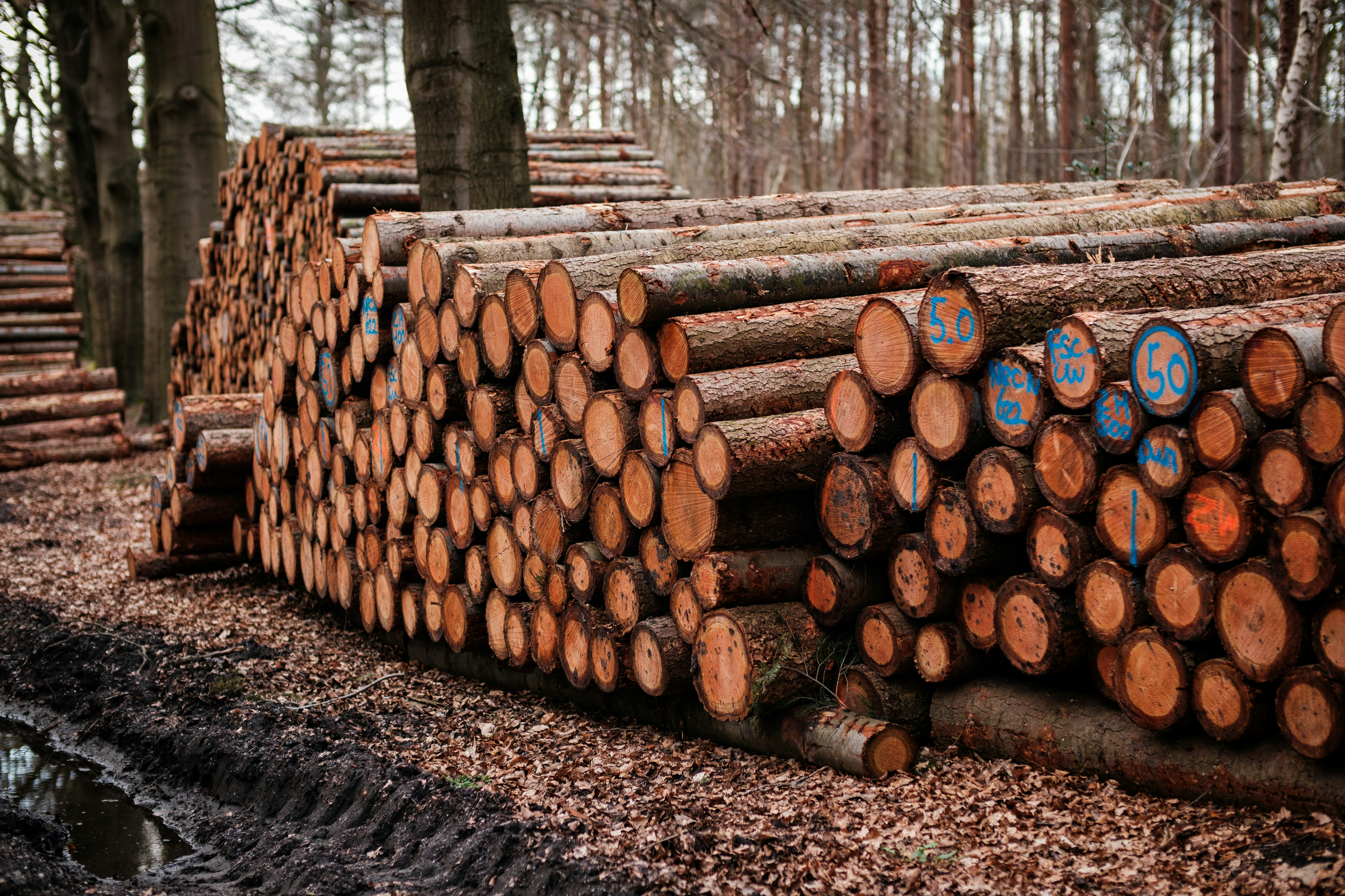 Blue-Stamped Logs: A Quiet Timber Stack in the Forest