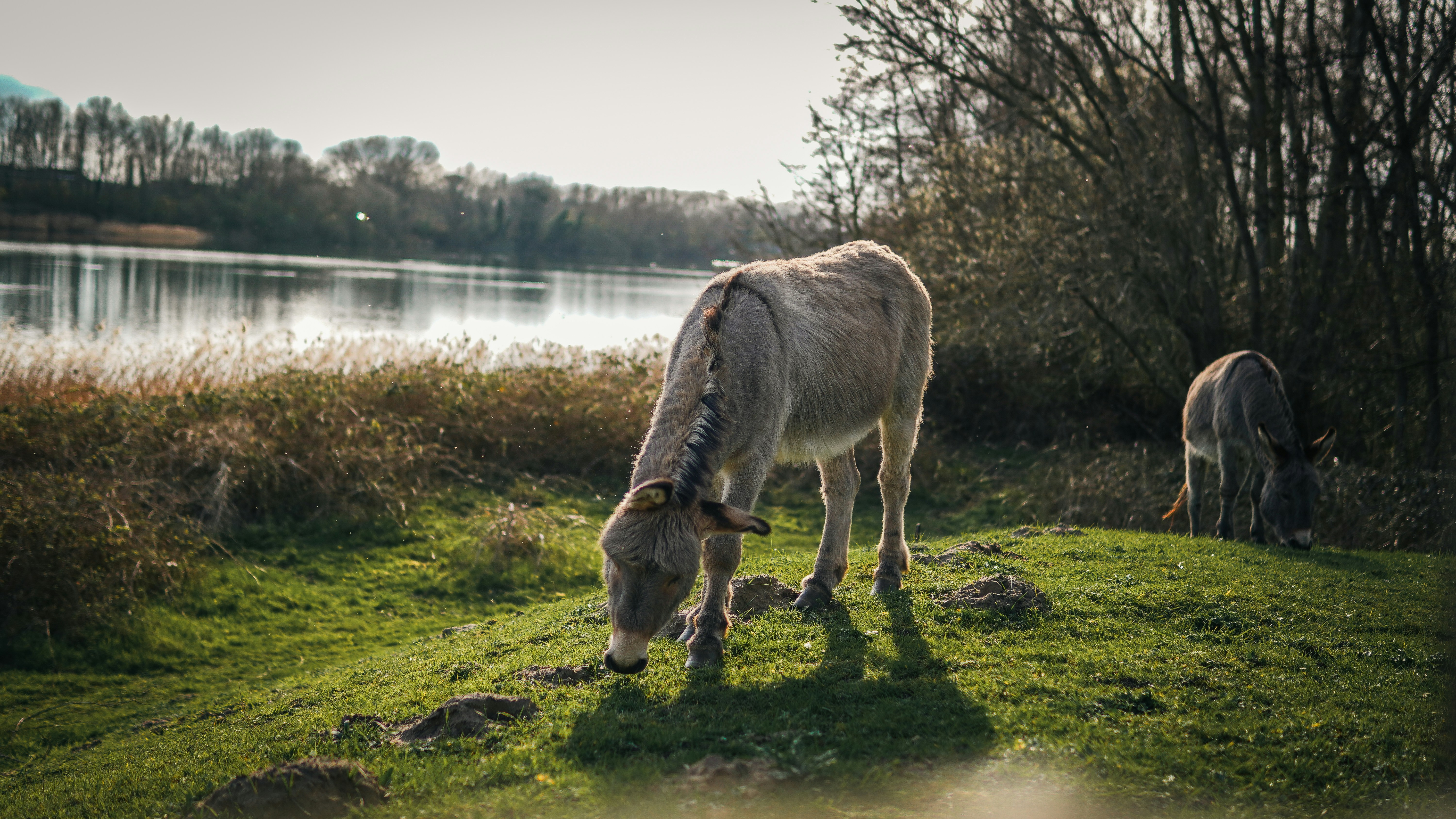 Lakeside Grazers: Two Donkeys Quietly Nibble by the Water