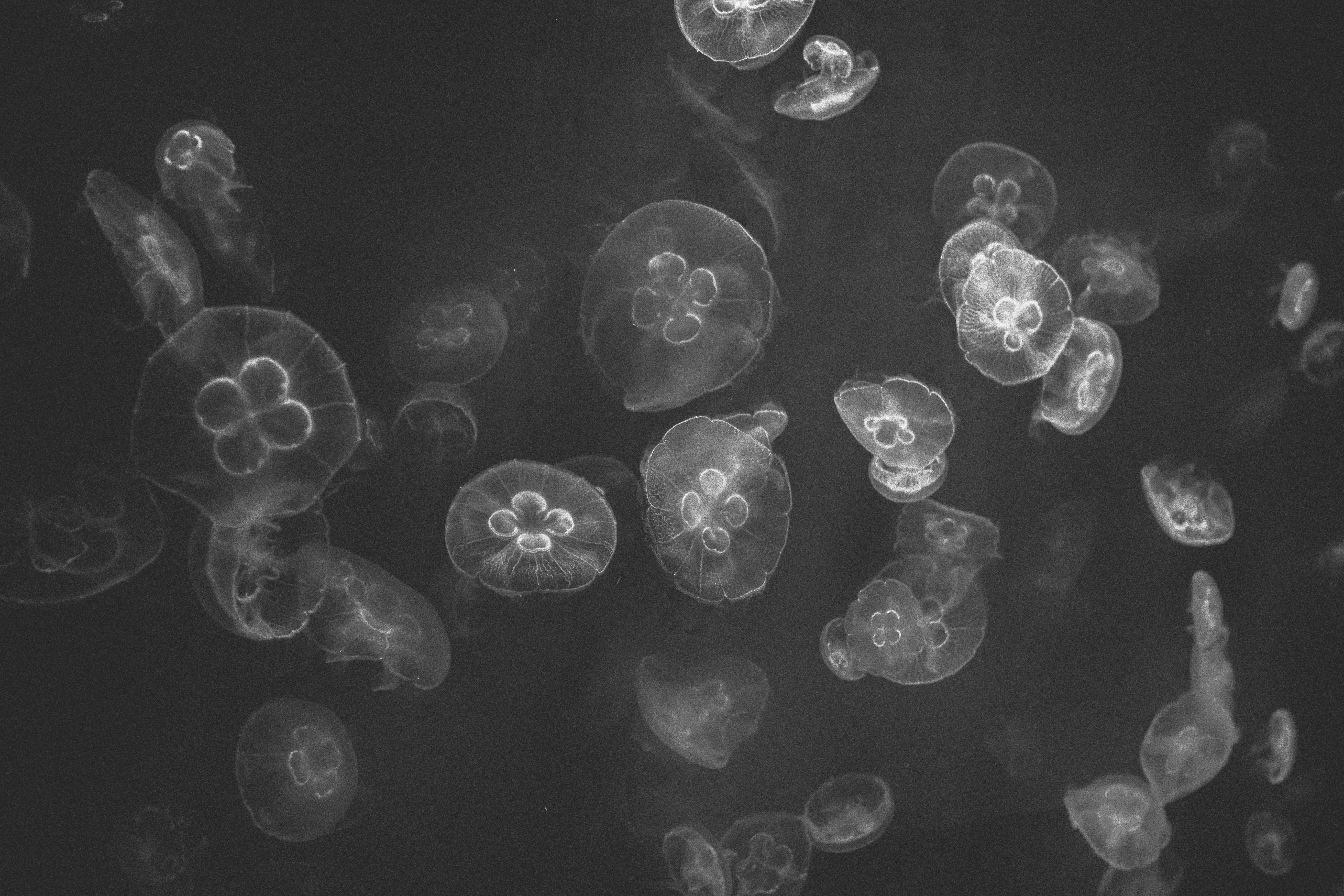 Translucent jellyfish gracefully floating in dark waters, showcasing their delicate forms and intricate patterns.