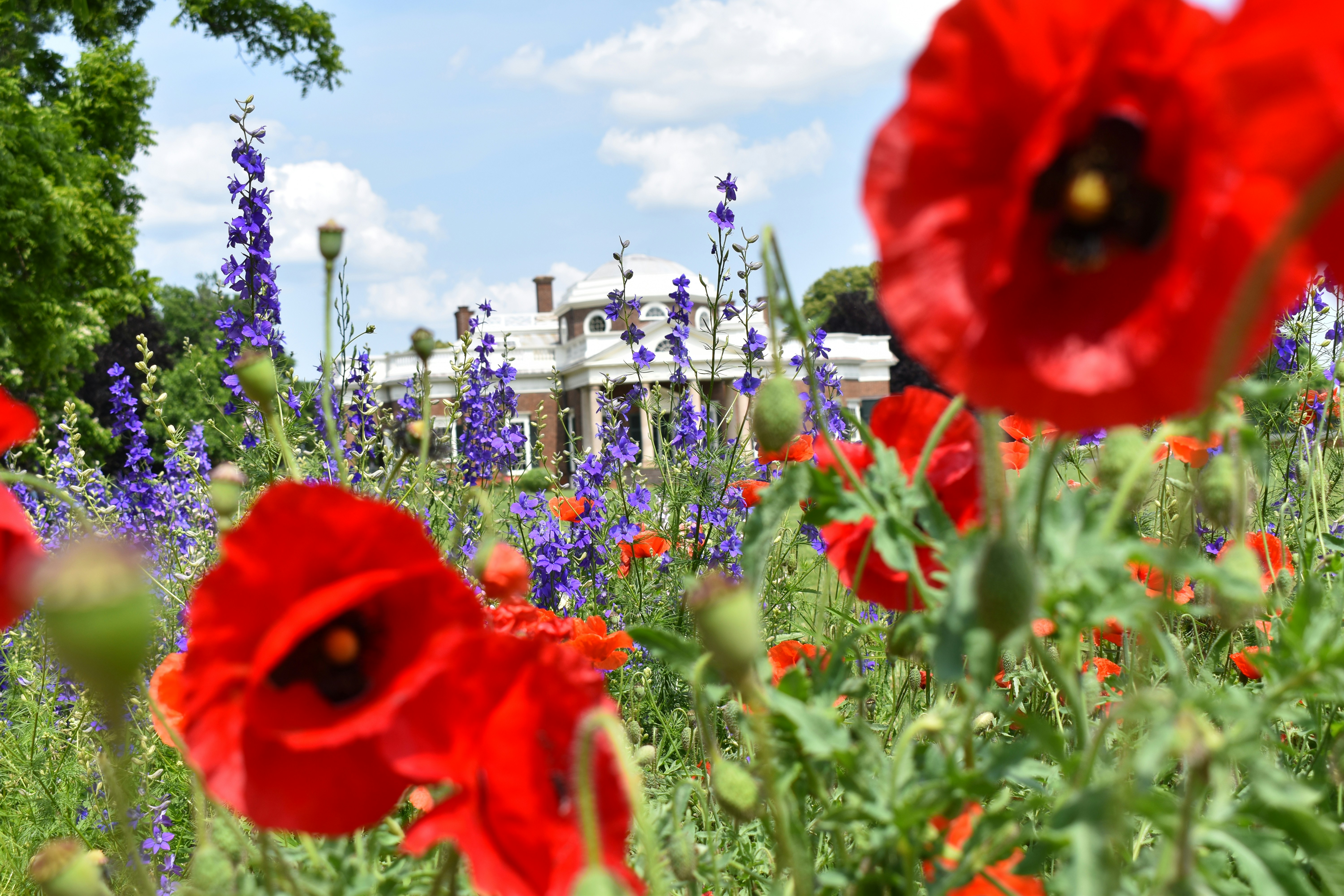 Bright red poppies and purple flowers in the foreground with a historic building in the background under a blue sky.