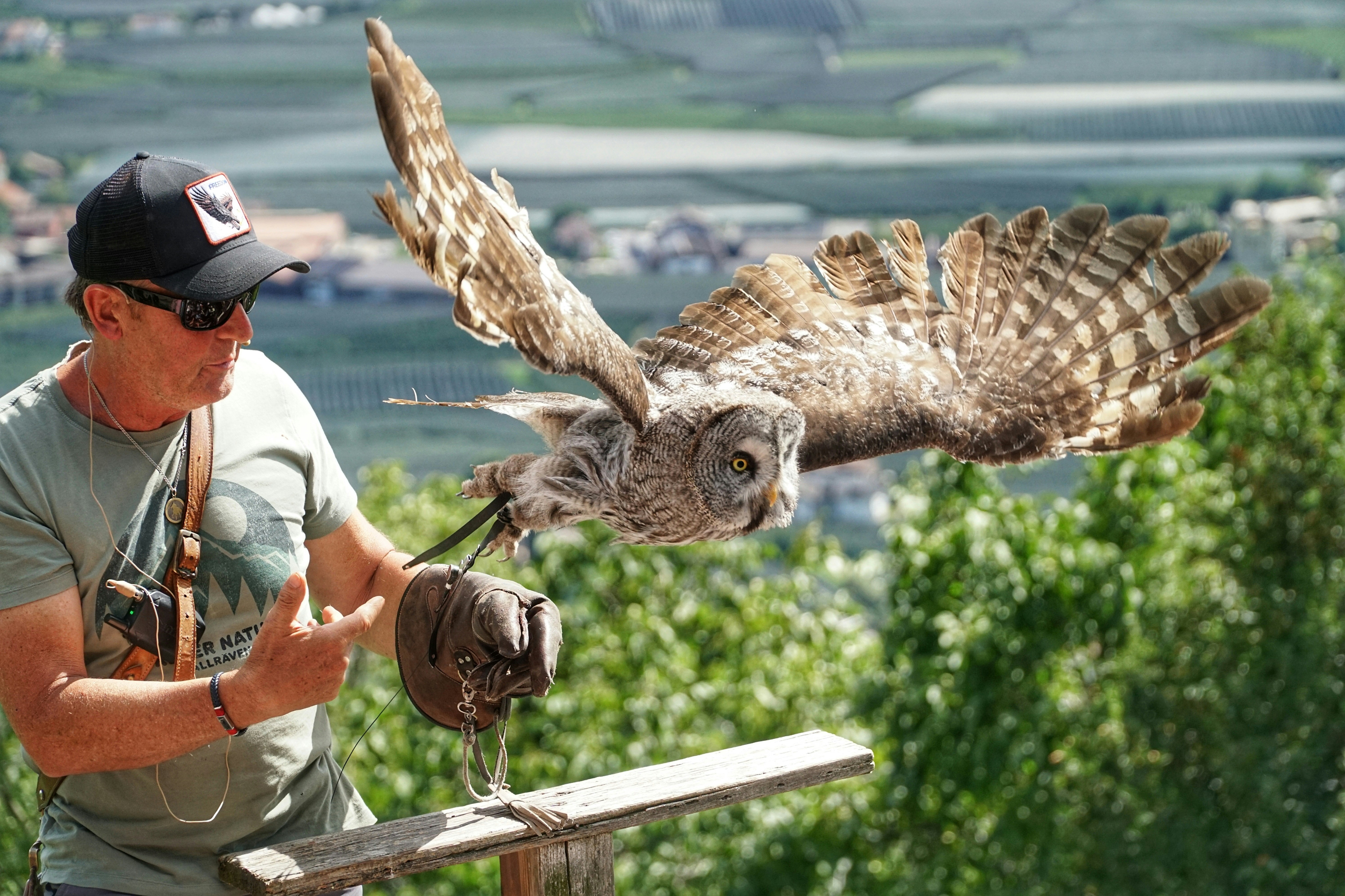 Wings in Focus: A Falconer’s Owl Breaks from the Perch Over a Sunlit Valley