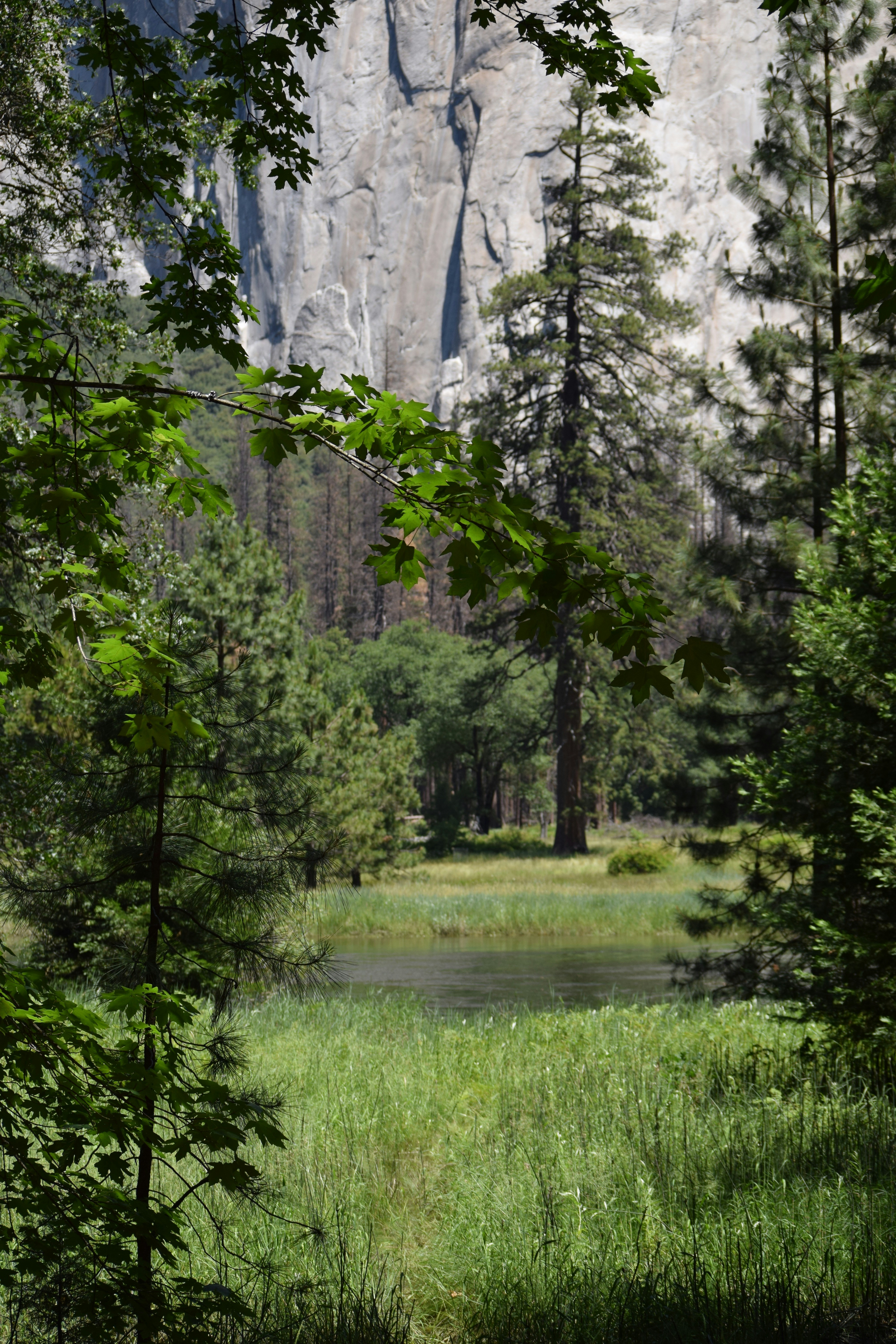 Branch-Framed Meadow Beneath a Granite Cliff