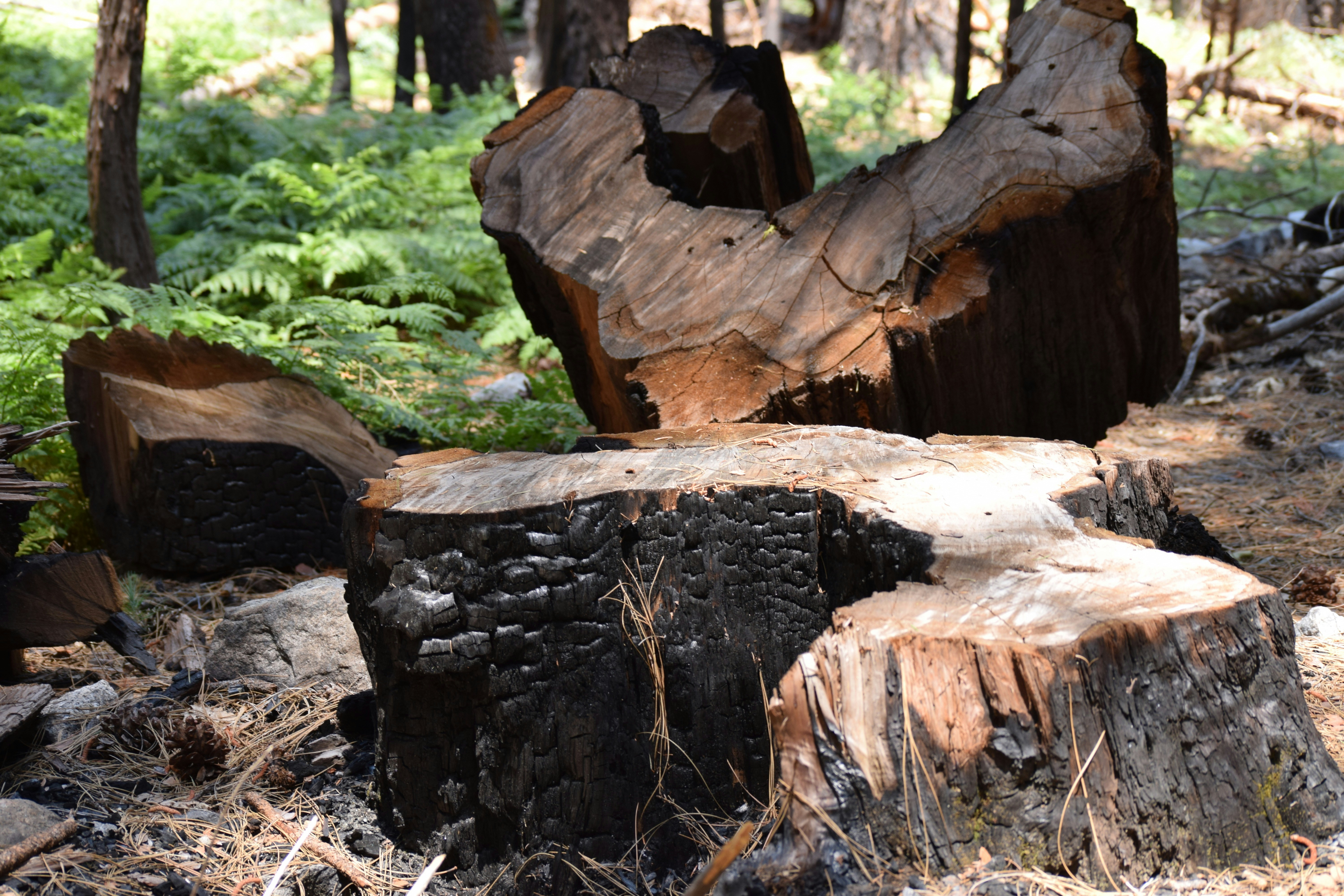 Stump Mosaic: Sunlit rings and charred edges on a forest floor
