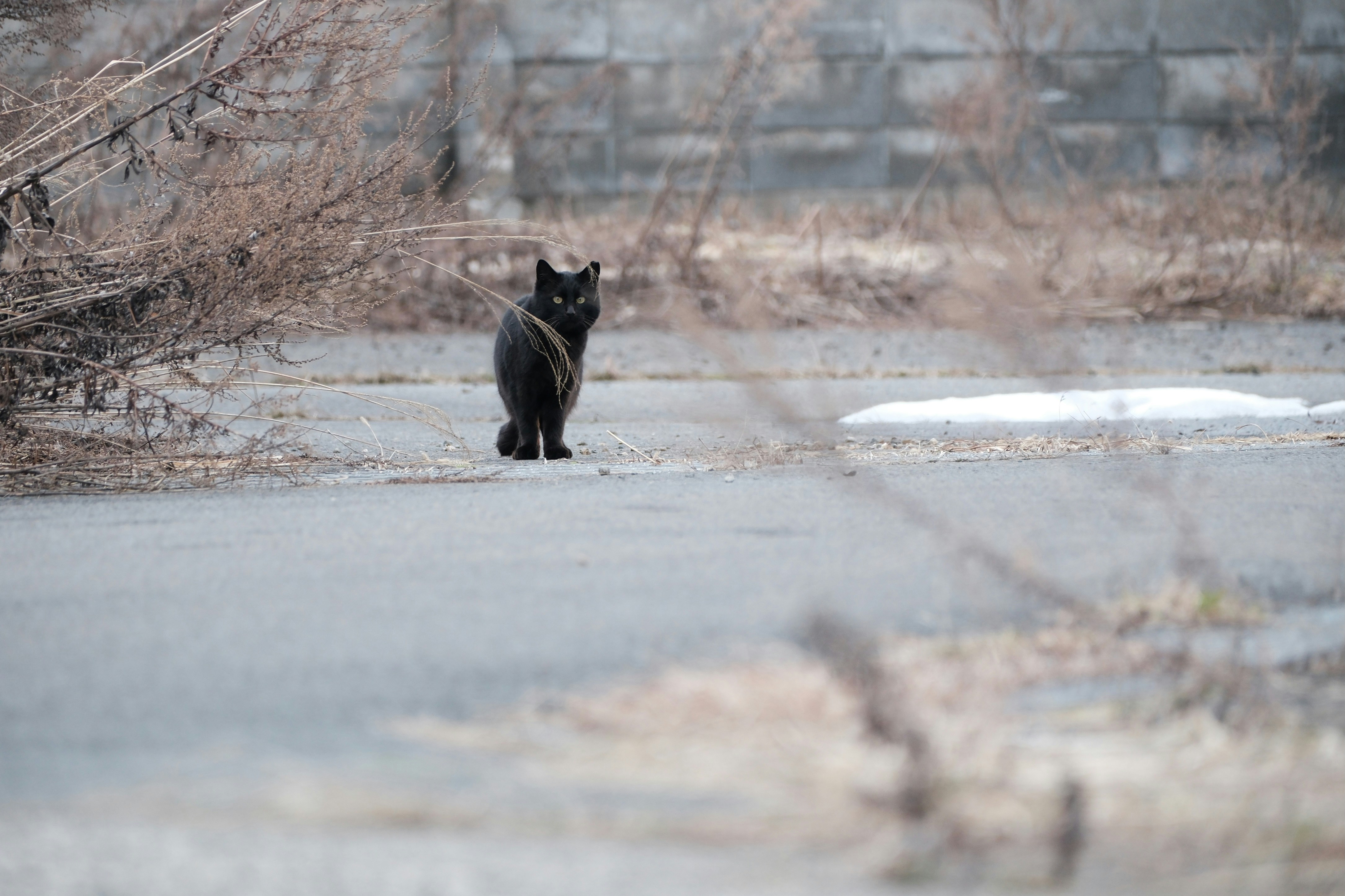 Midwinter Quiet: A Black Cat on a Weathered Road