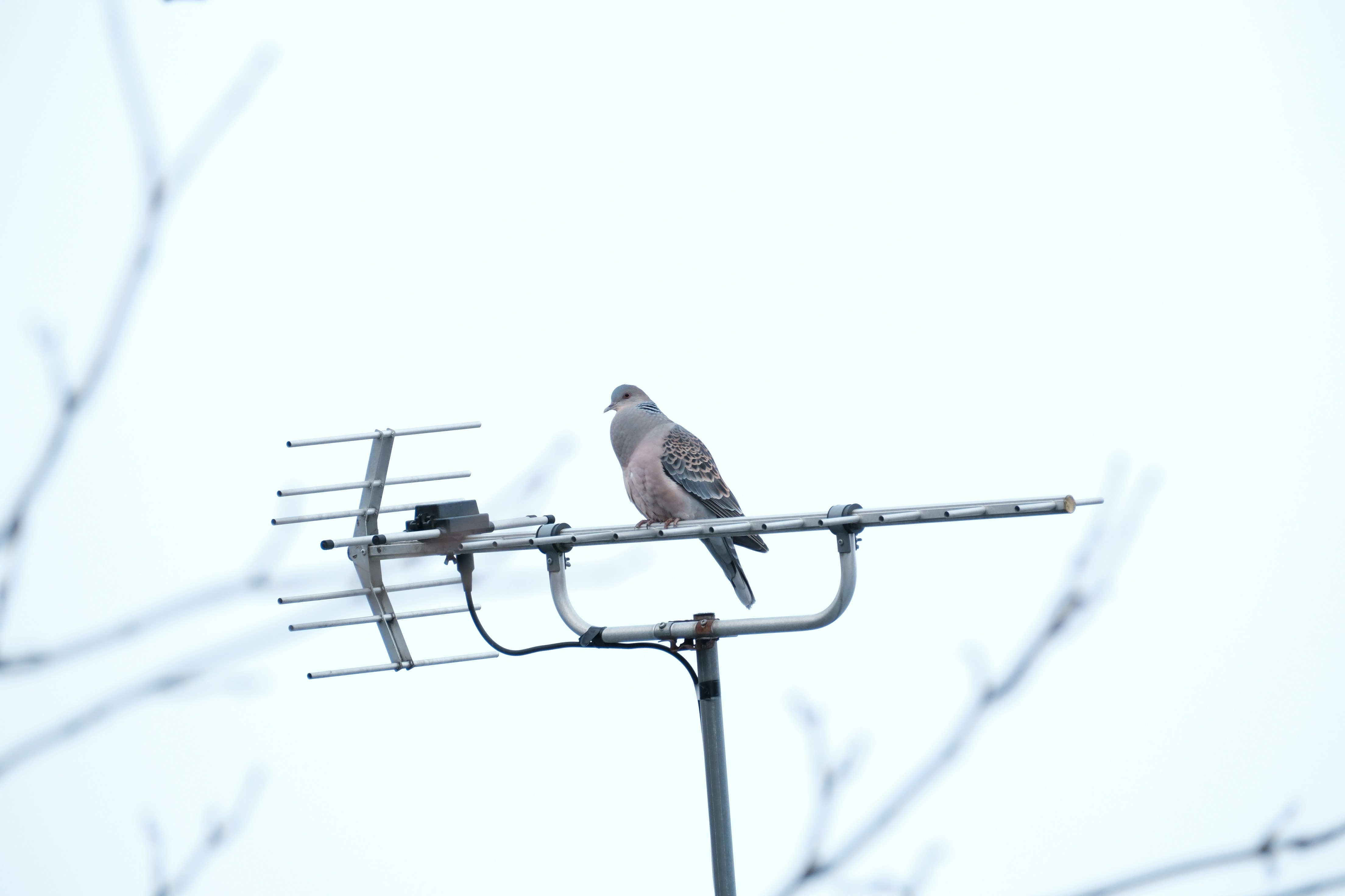 Silent Sentinel: A lone pigeon on a broadcast antenna against pale sky