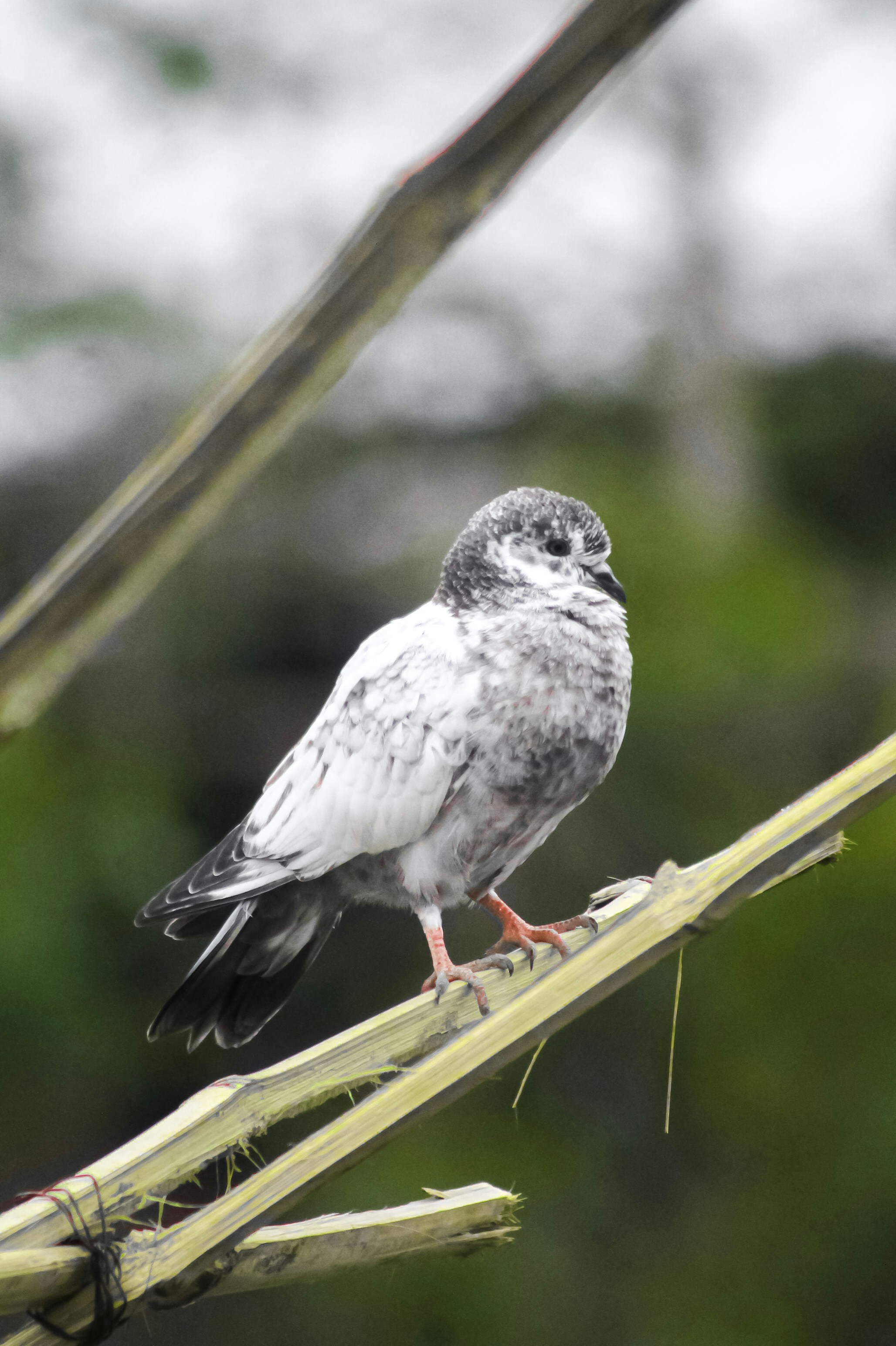 On a Tilted Reed, a Speckled Juvenile Finds Balance