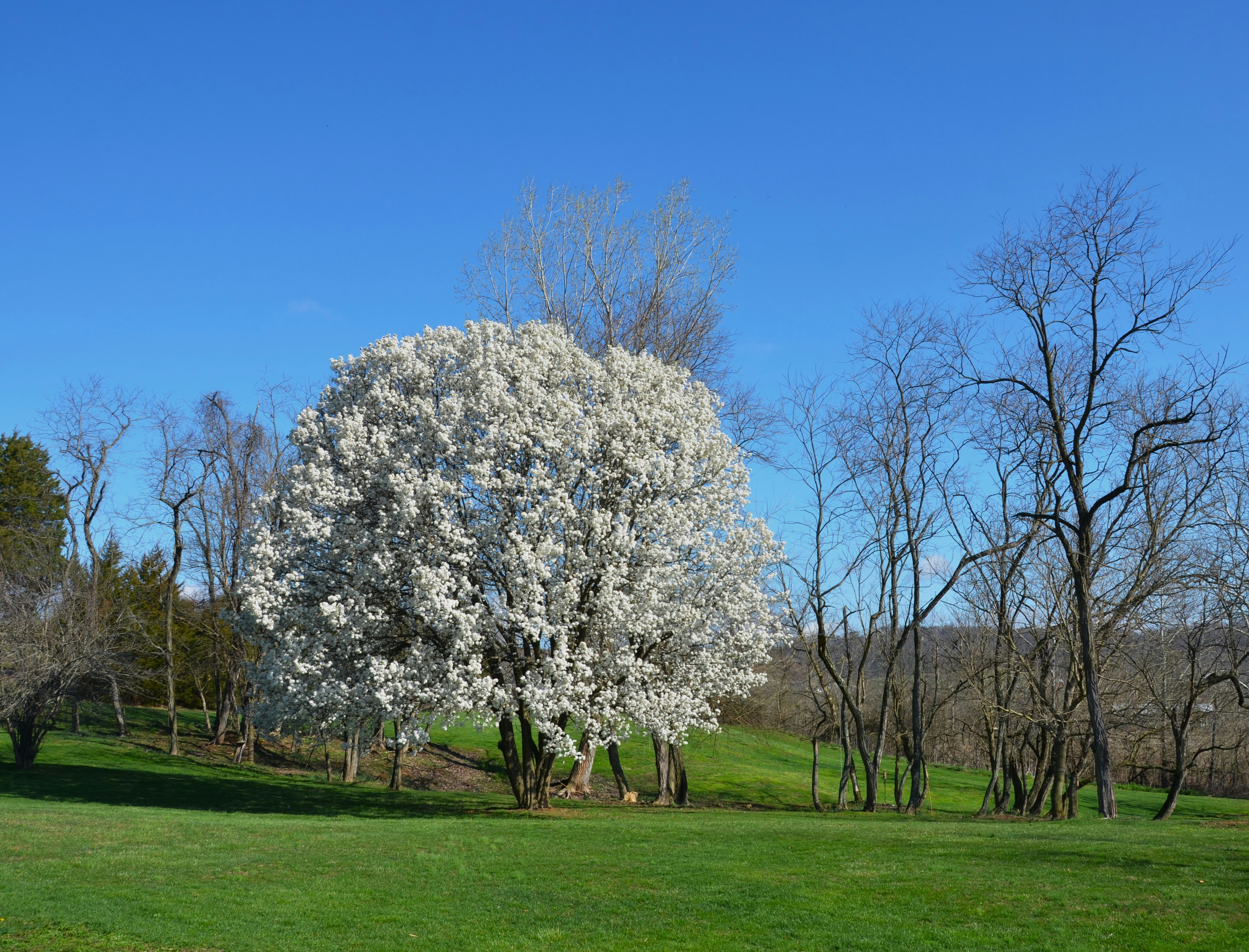 A large white tree in a grassy field photo – Free Park Image on Unsplash