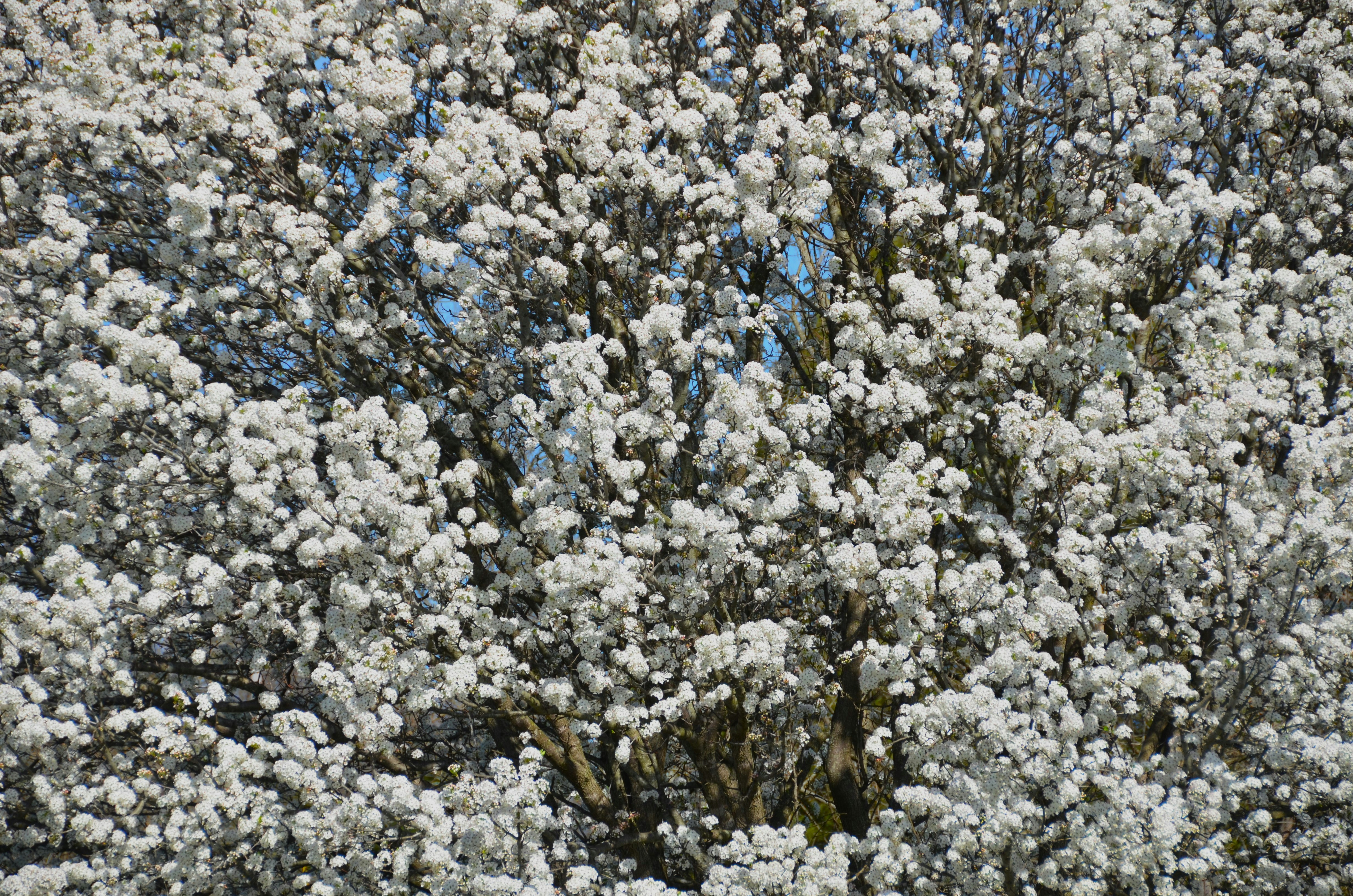 A large white tree with lots of white flowers photo – Free Flower Image ...
