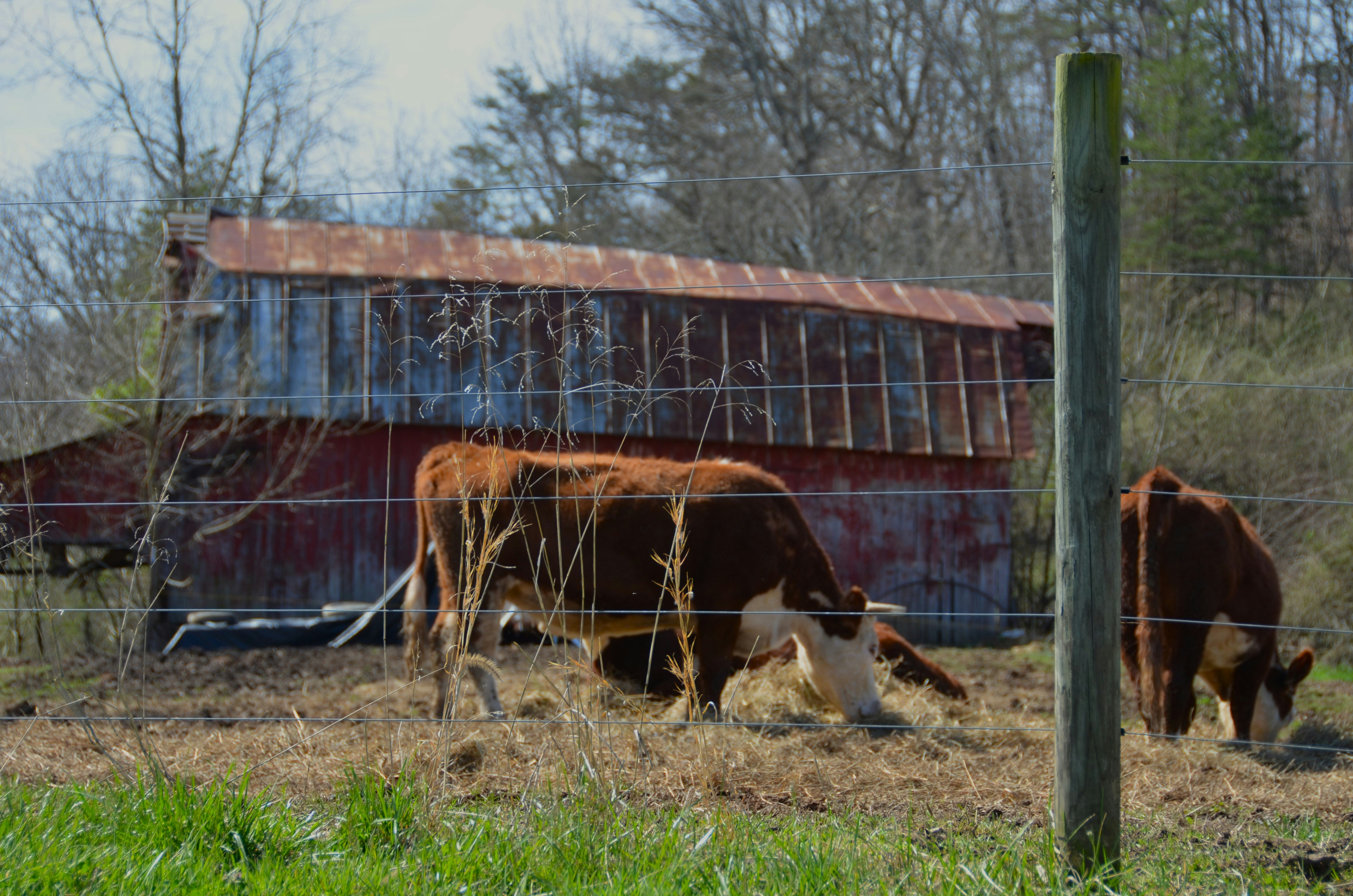 Rust-Lined Shelter and Grazing Cattle: An Afternoon at the Fence-Line