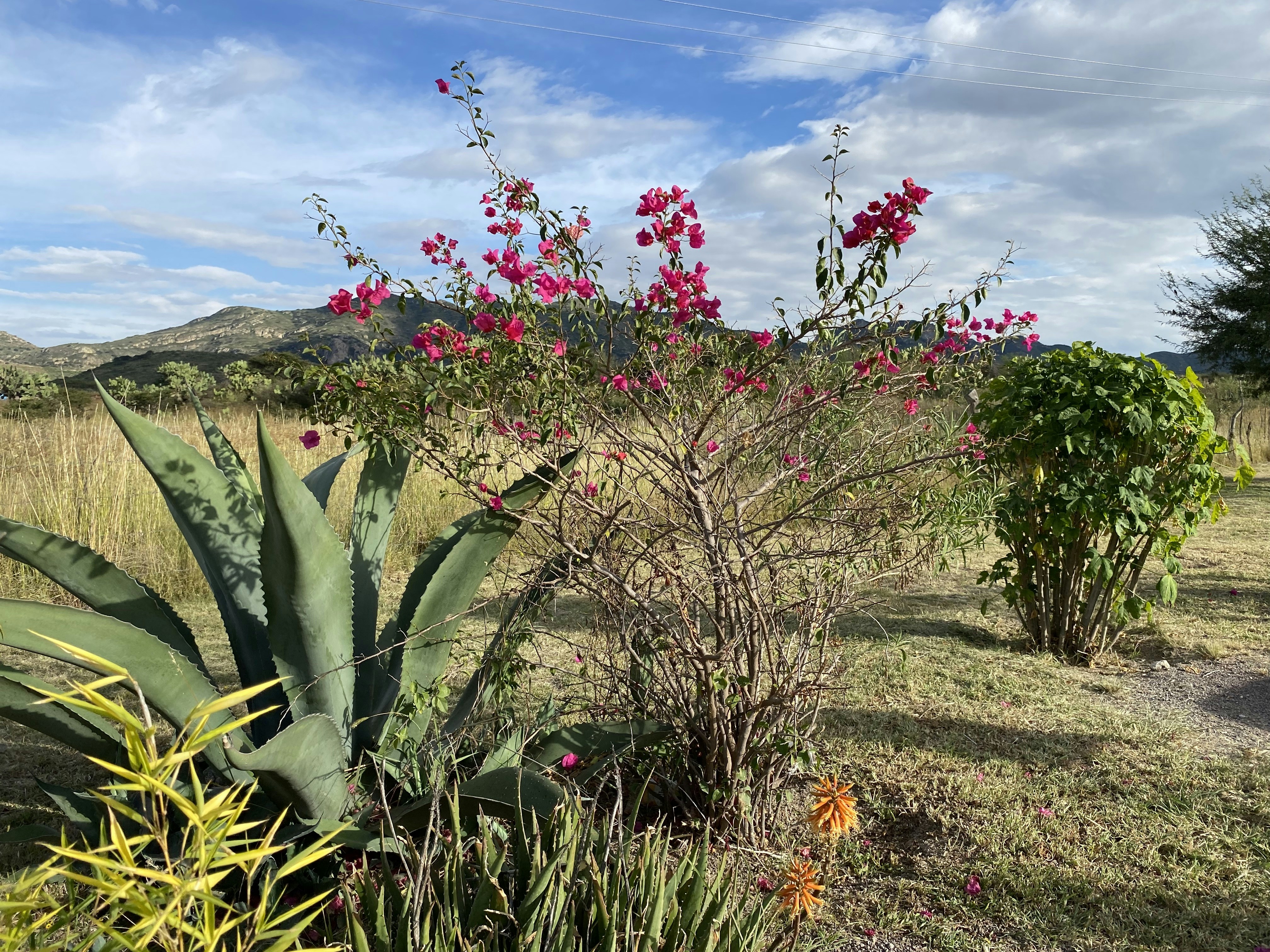 A bush with pink flowers in the middle of a field photo – Free ...