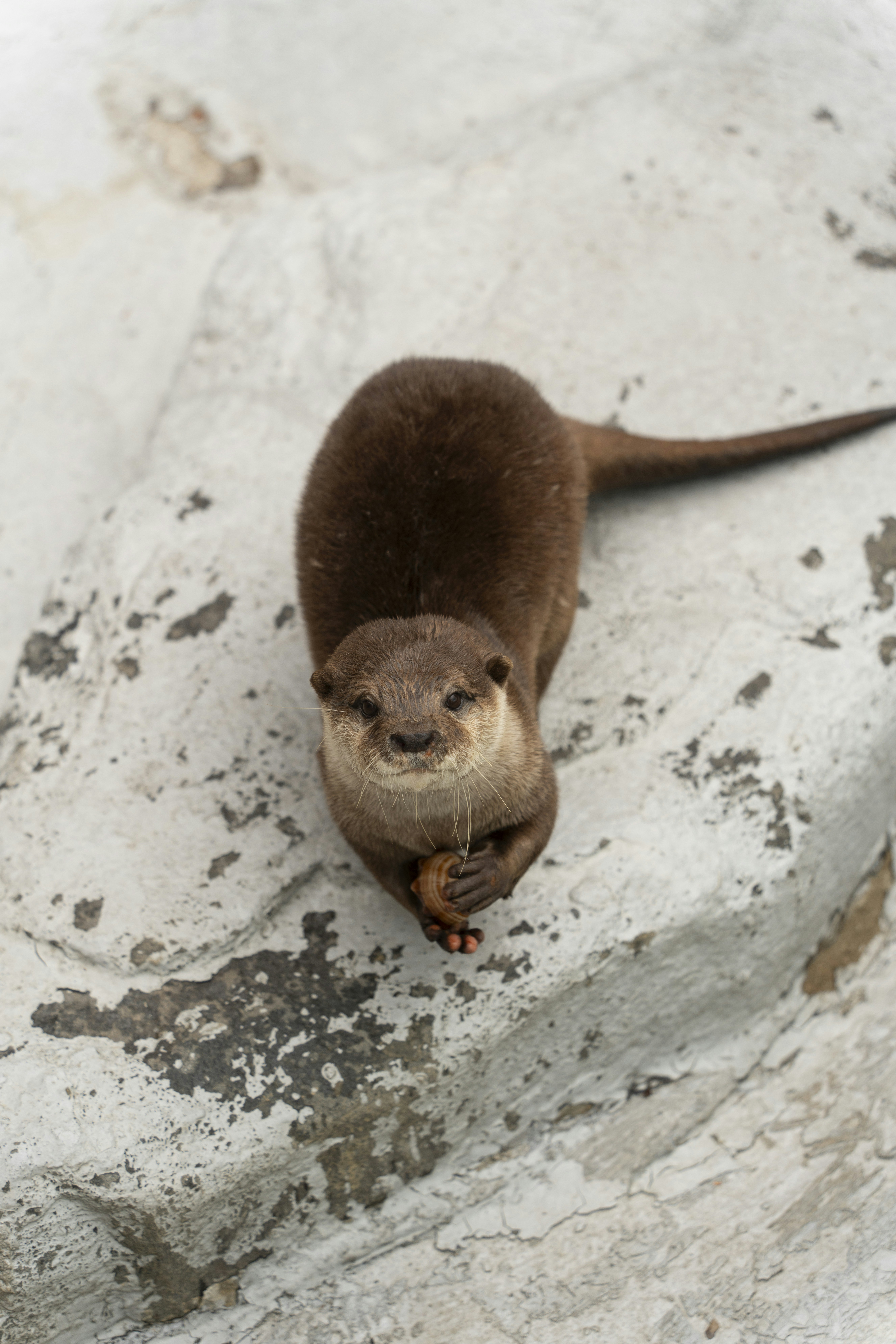 Foto Una nutria parada en una roca mirando hacia arriba – Imagen Animal ...