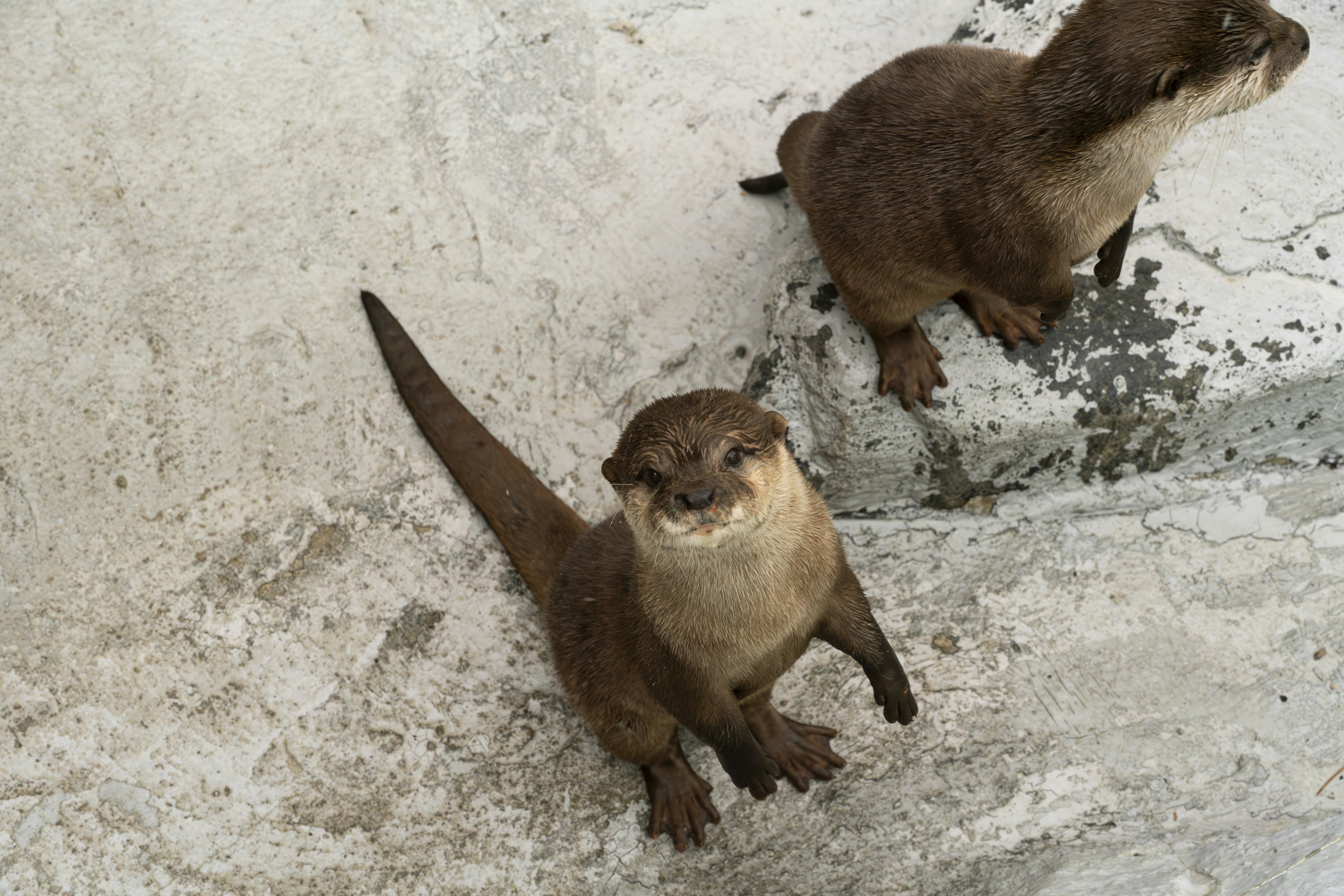 Two curious otters gaze upward from a sunlit concrete ledge