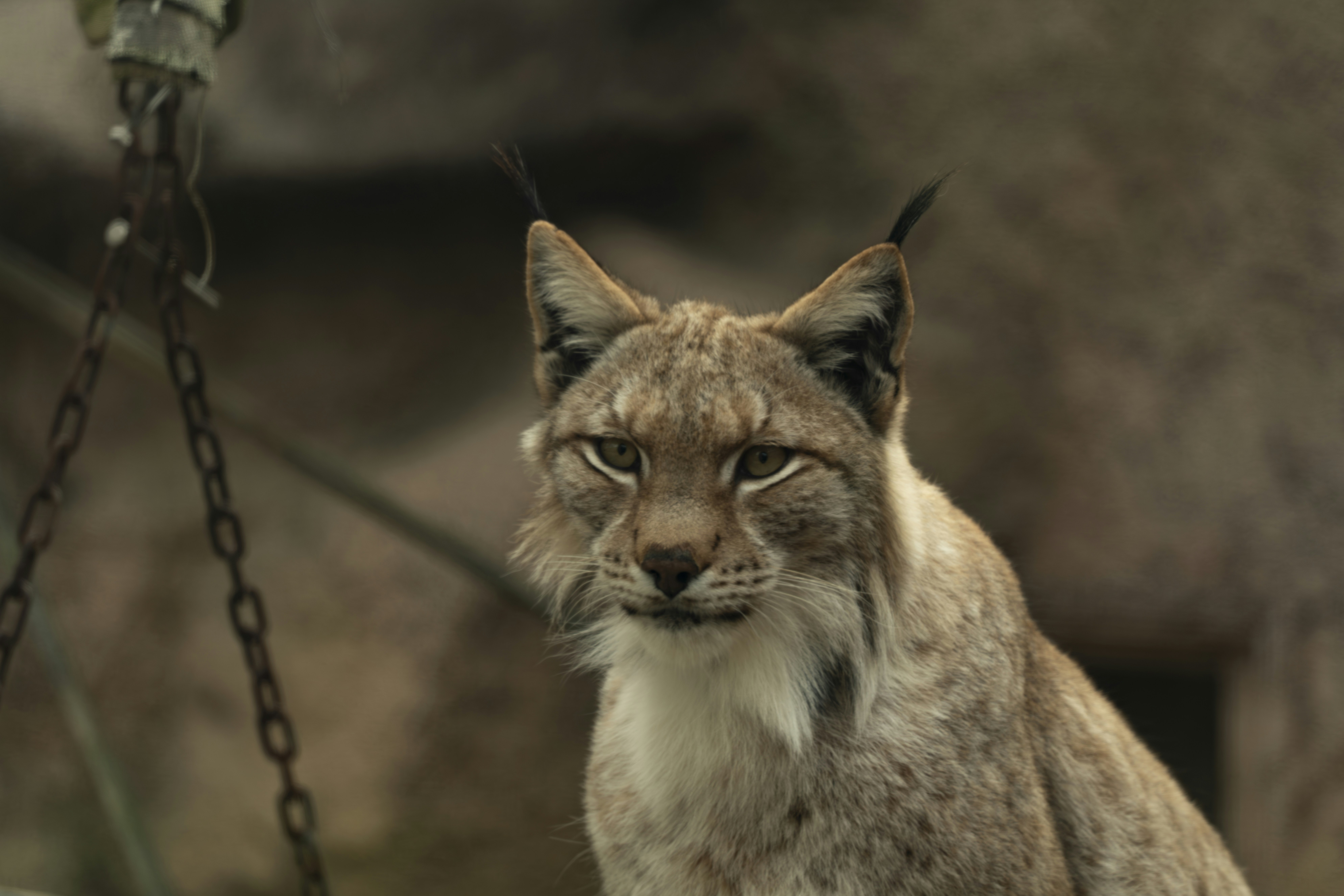 Tufted Gaze Through Chains: A Caracal's Quiet Vigil