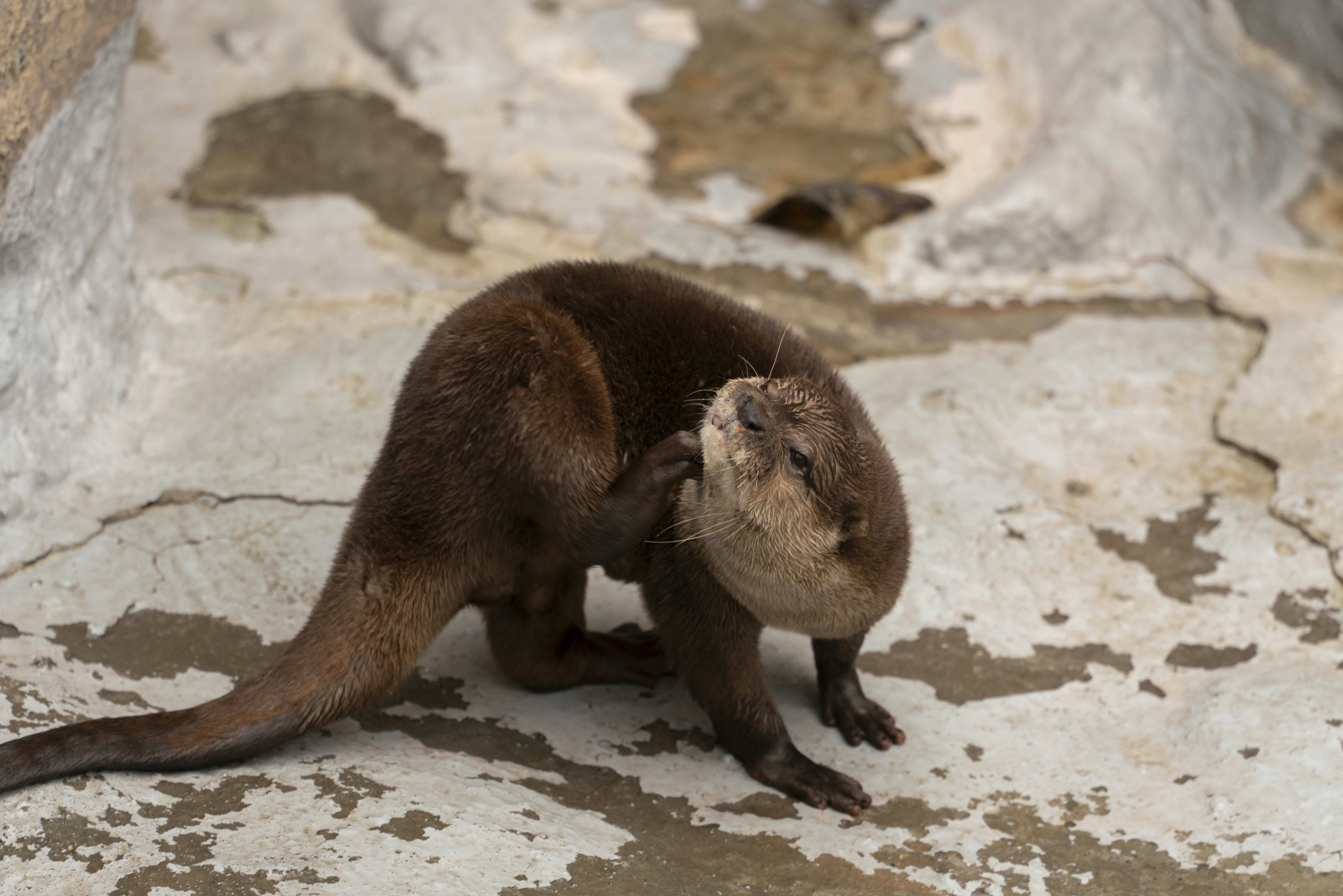 Otter scratching its head while perched on a rocky surface, showcasing its playful nature.