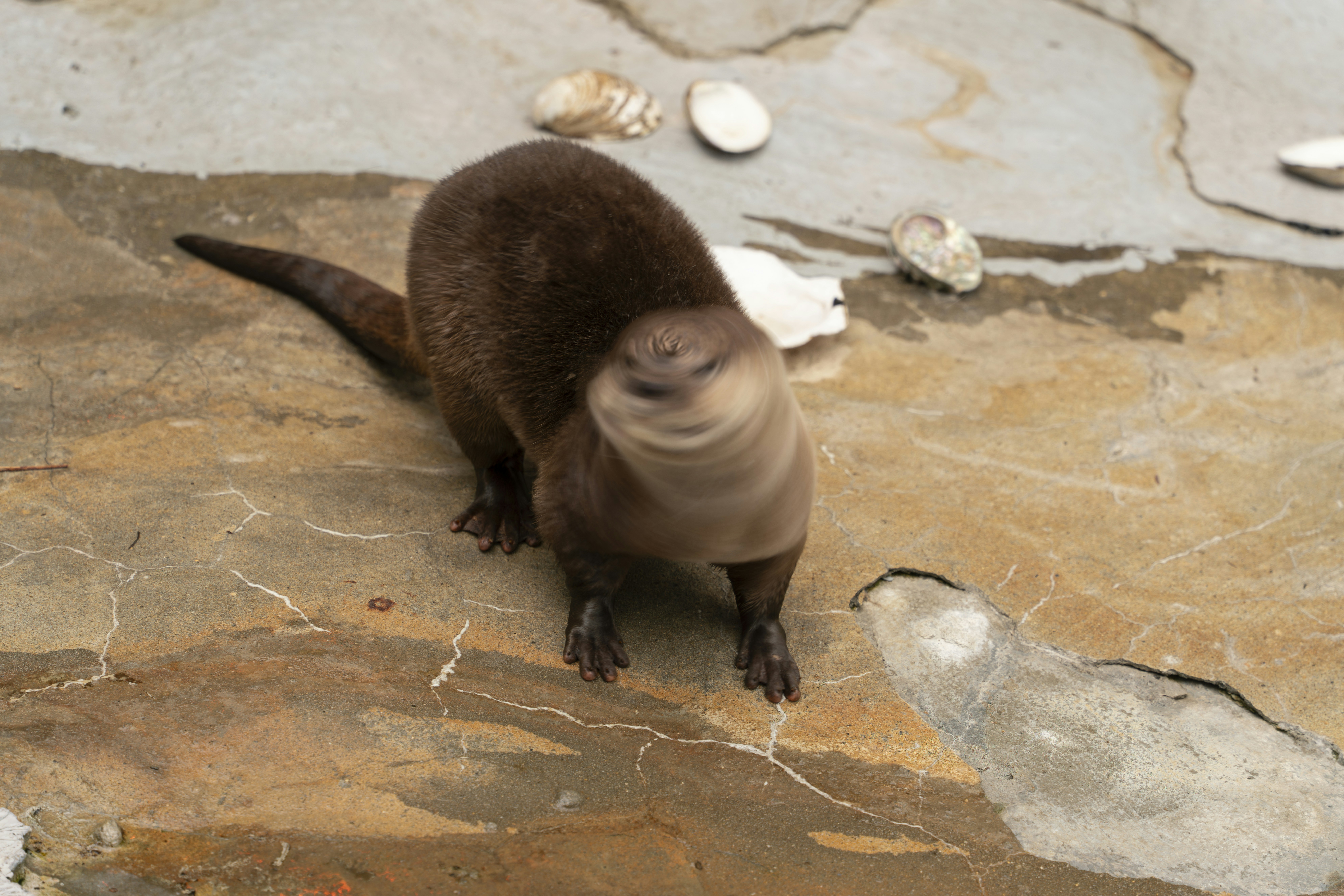 Otter Pup on Weathered Rock with Scattered Seashells