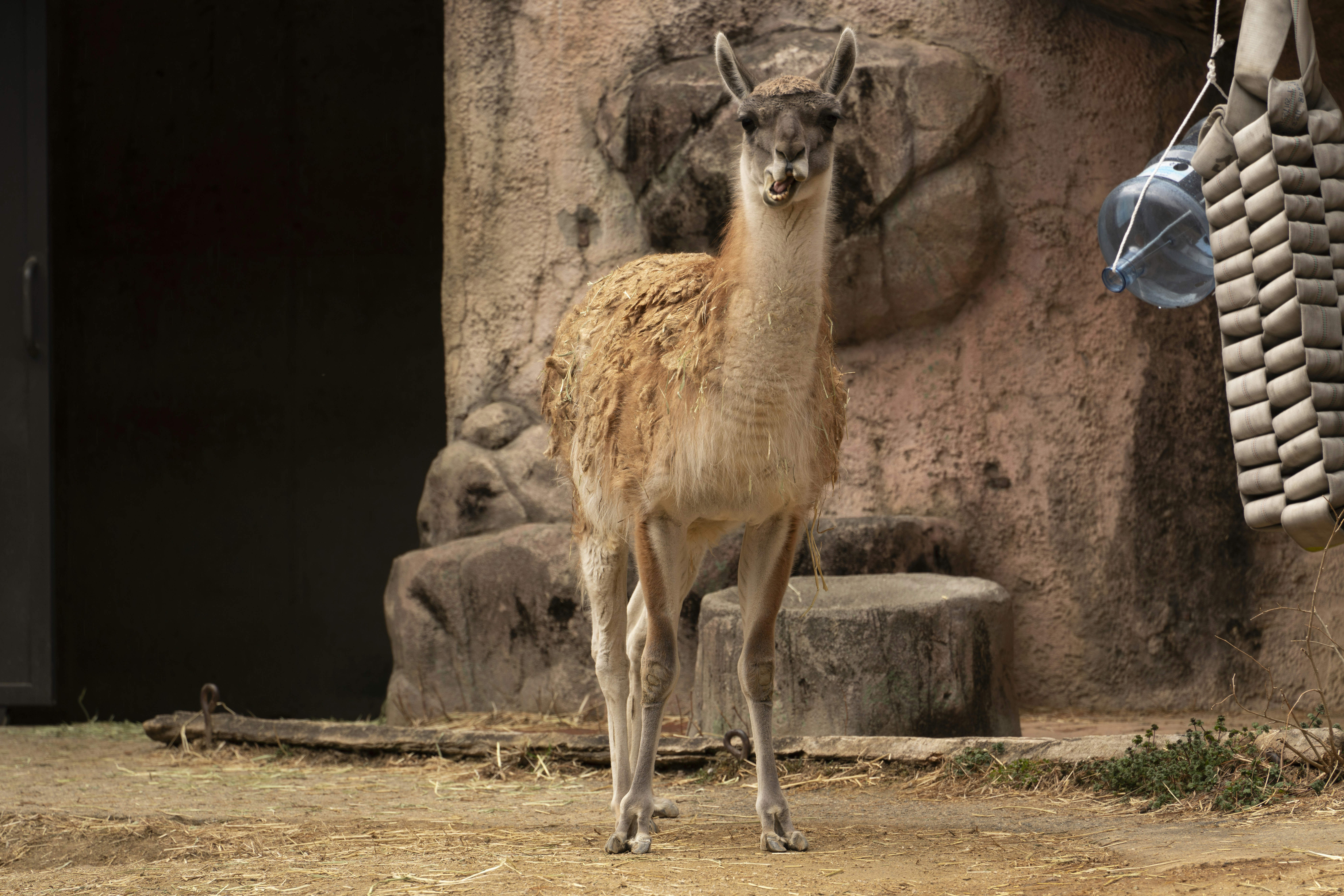 Dust and Doe: A Quiet Moment in a Rustic Courtyard
