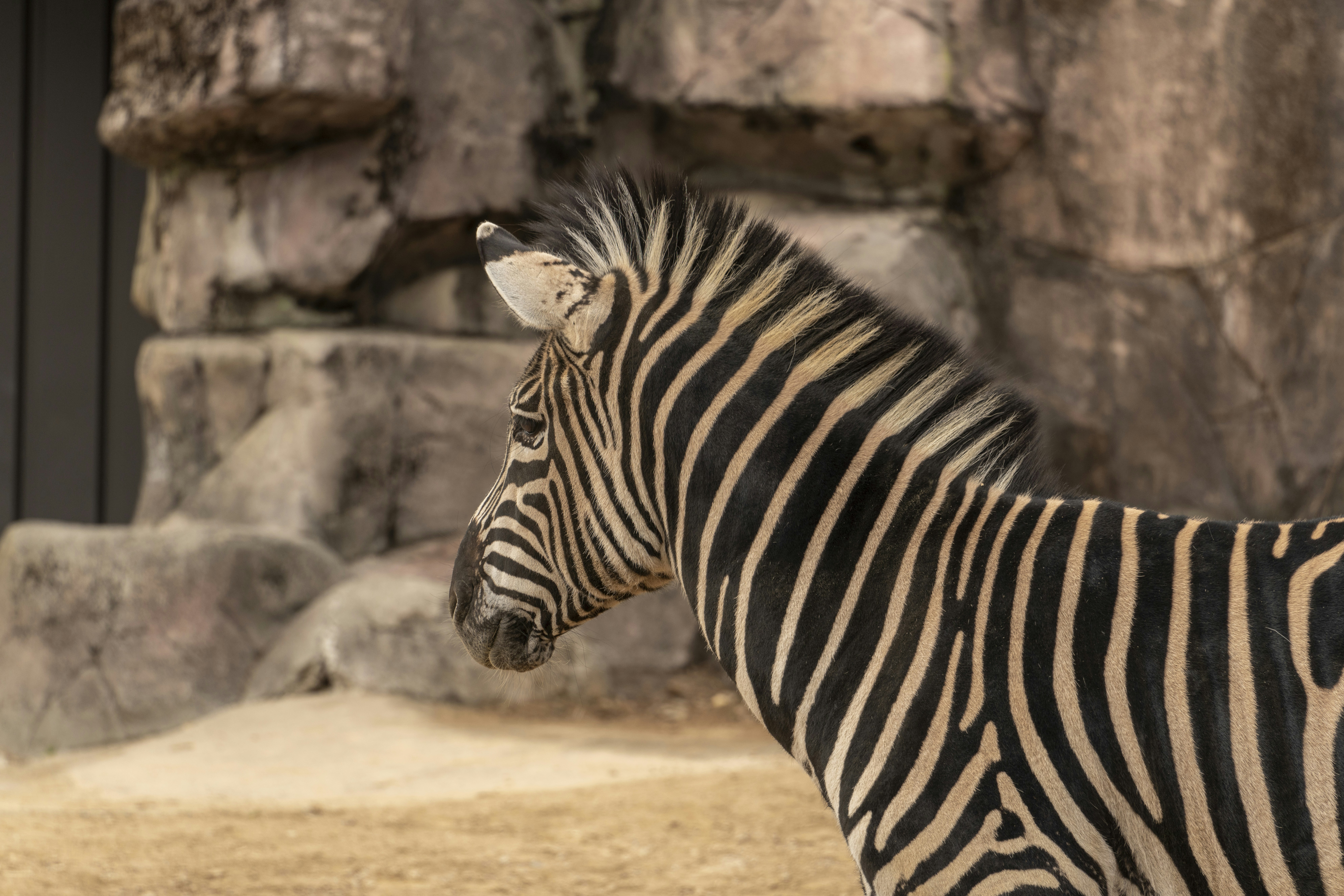 Profile in Stripes: Zebra Against a Weathered Stone Wall