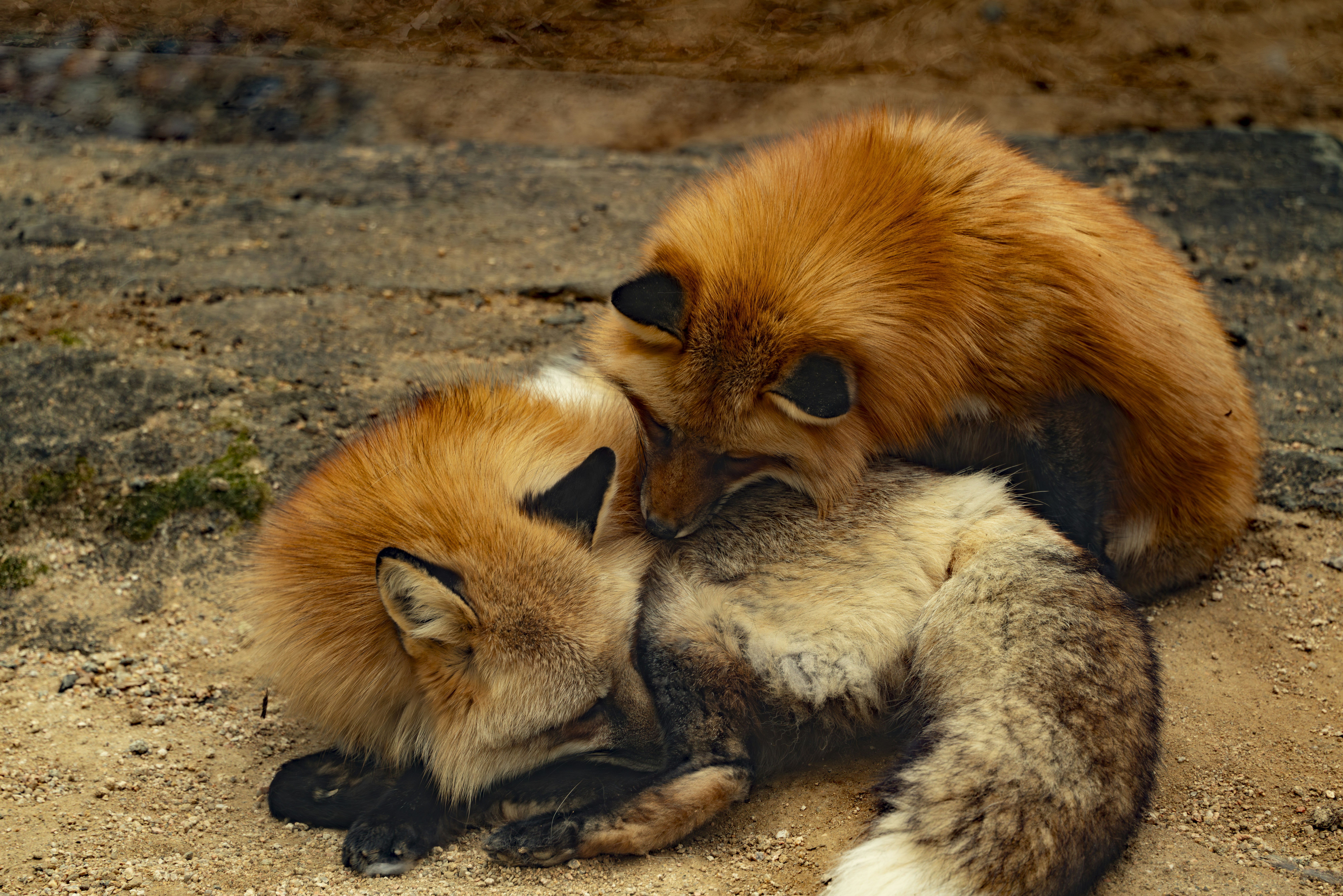 A couple of foxes cuddle together on the ground photo – Free Fox Image ...