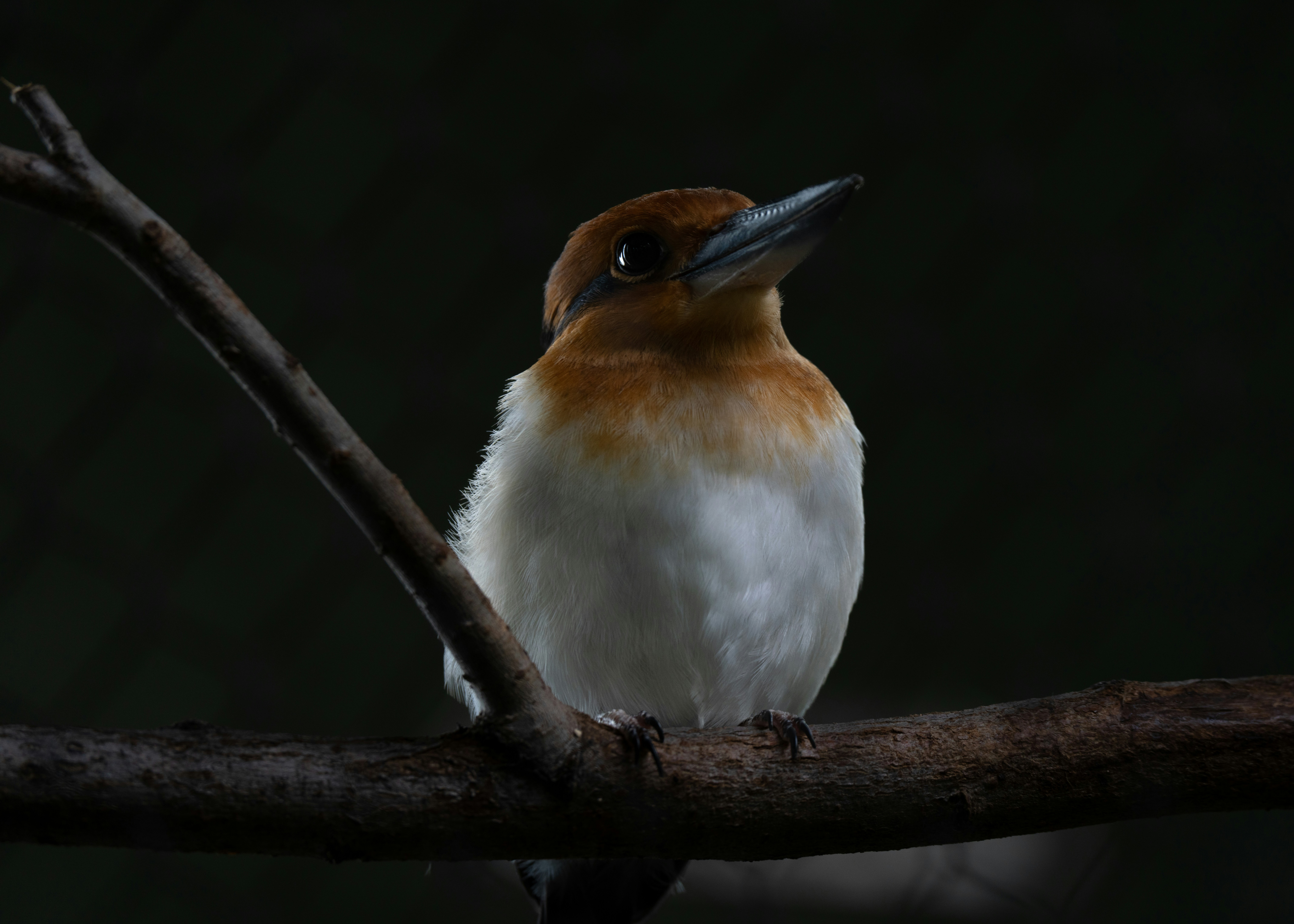 Ember Crown on a Shadowed Perch