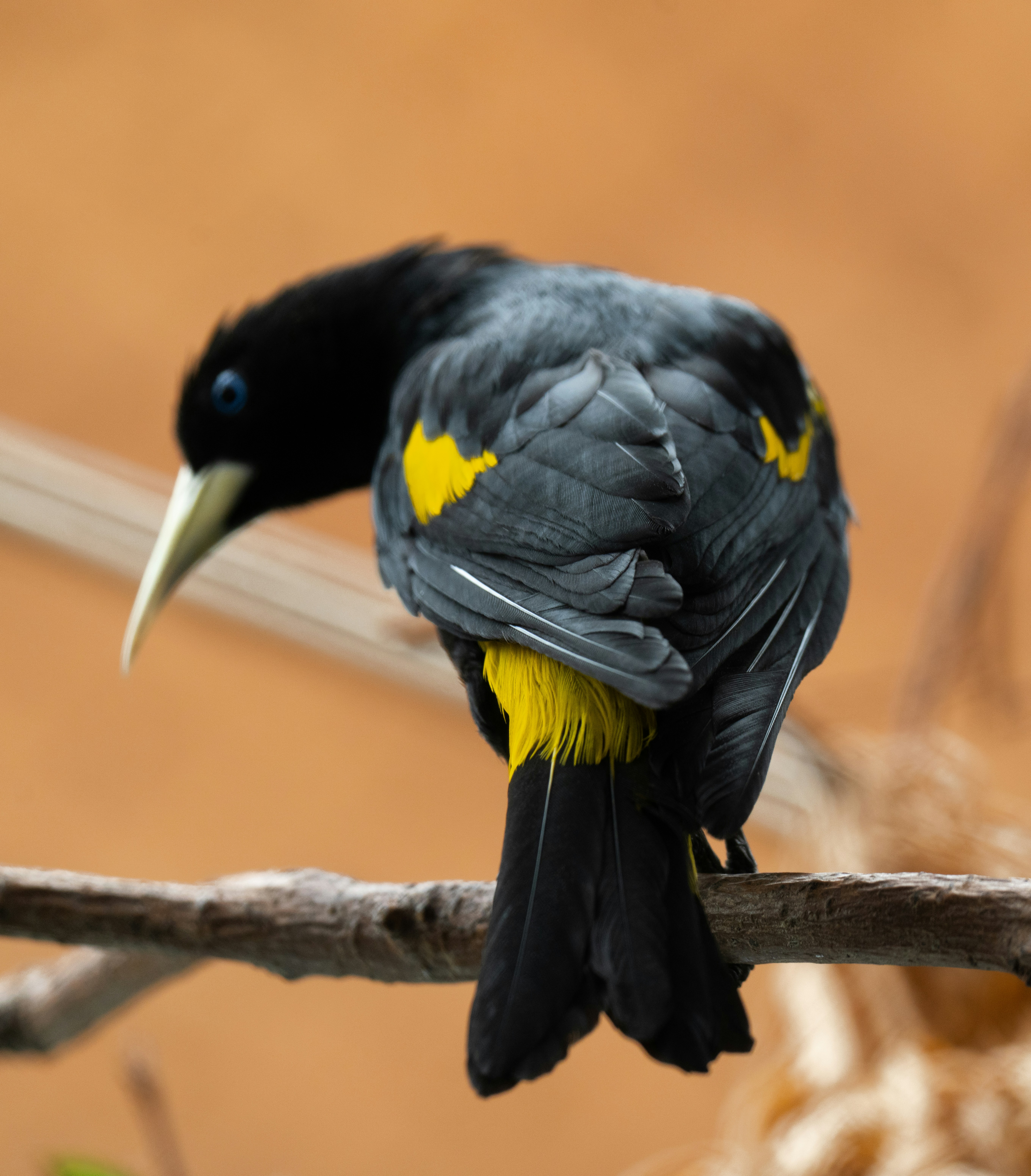 Yellow-Accent Perch: A Black Bird Resting on a Weathered Branch