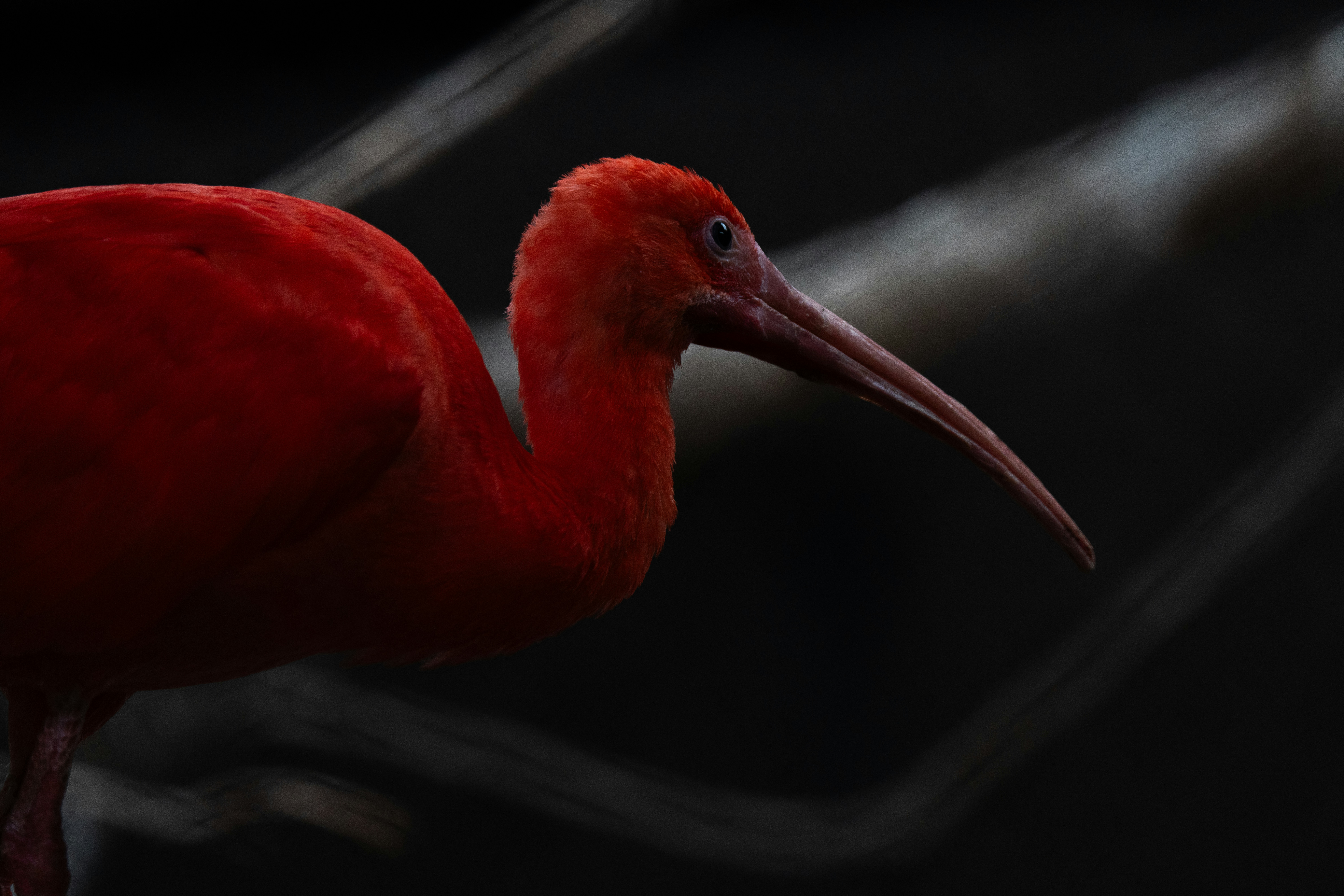 30,000+ Exotic Bird Pictures | Download Free Images on Unsplash