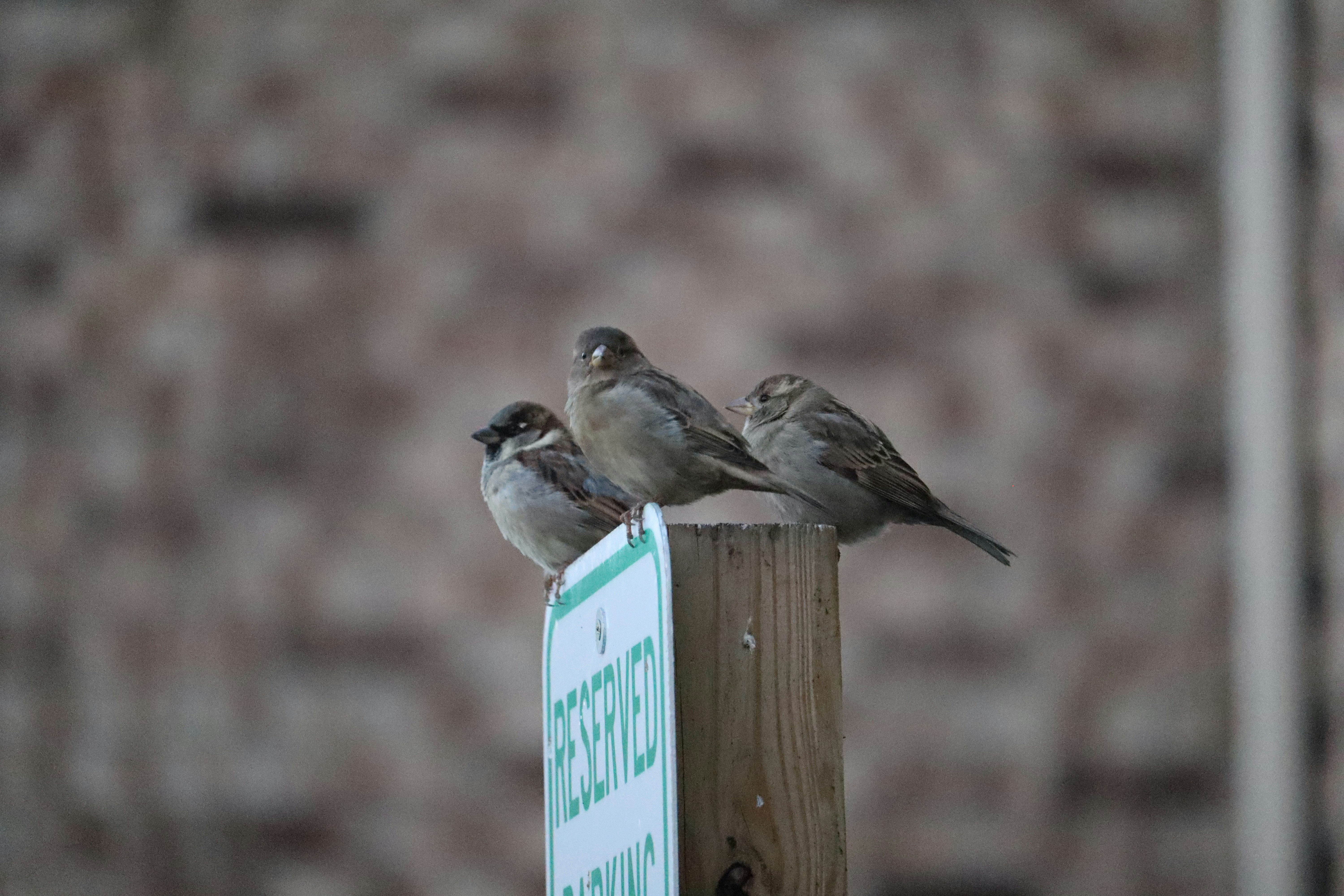 Three perched sparrows guard a quiet roadside sign