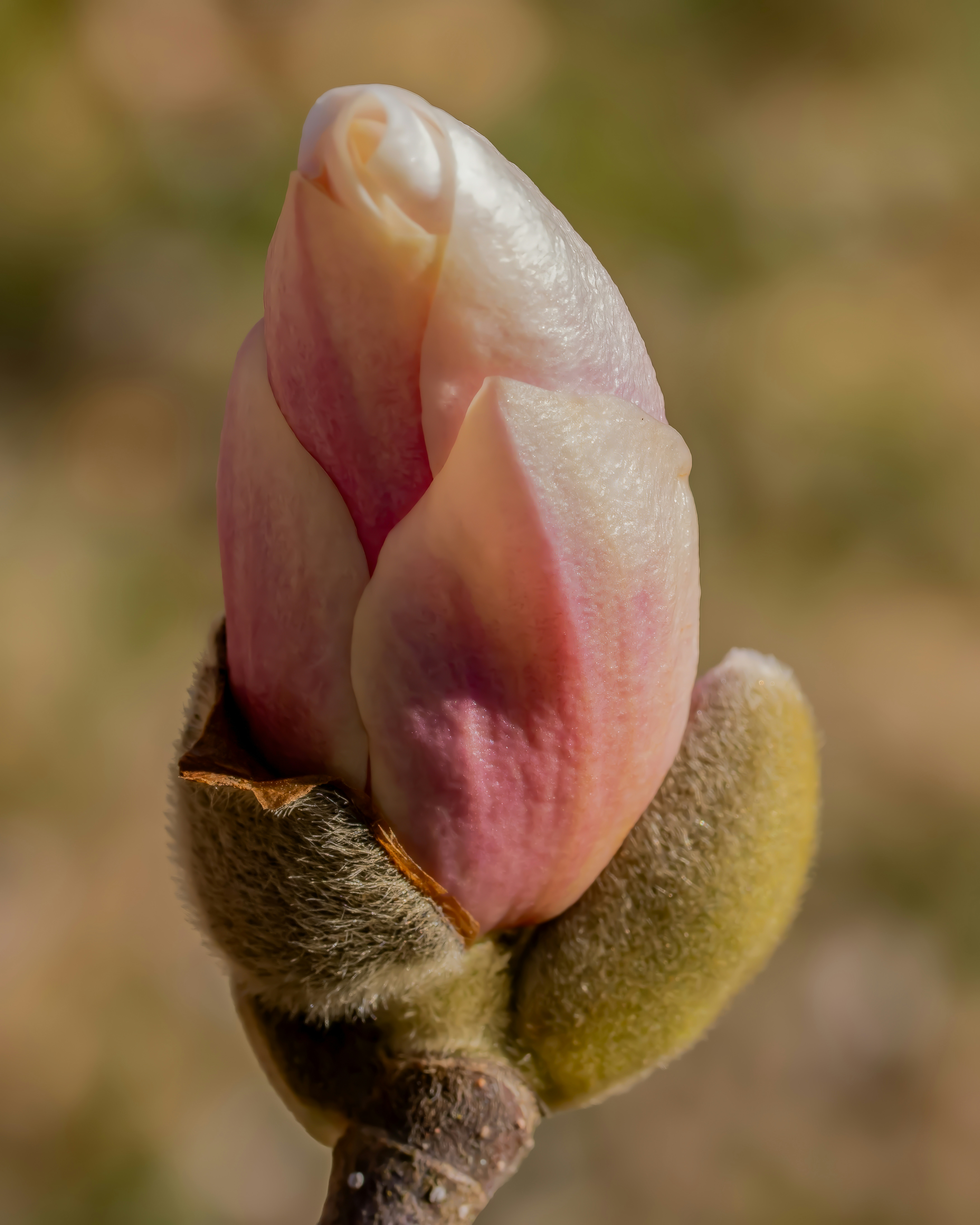 Soft Emergence: A Velvet Pink Bud in Afternoon Light