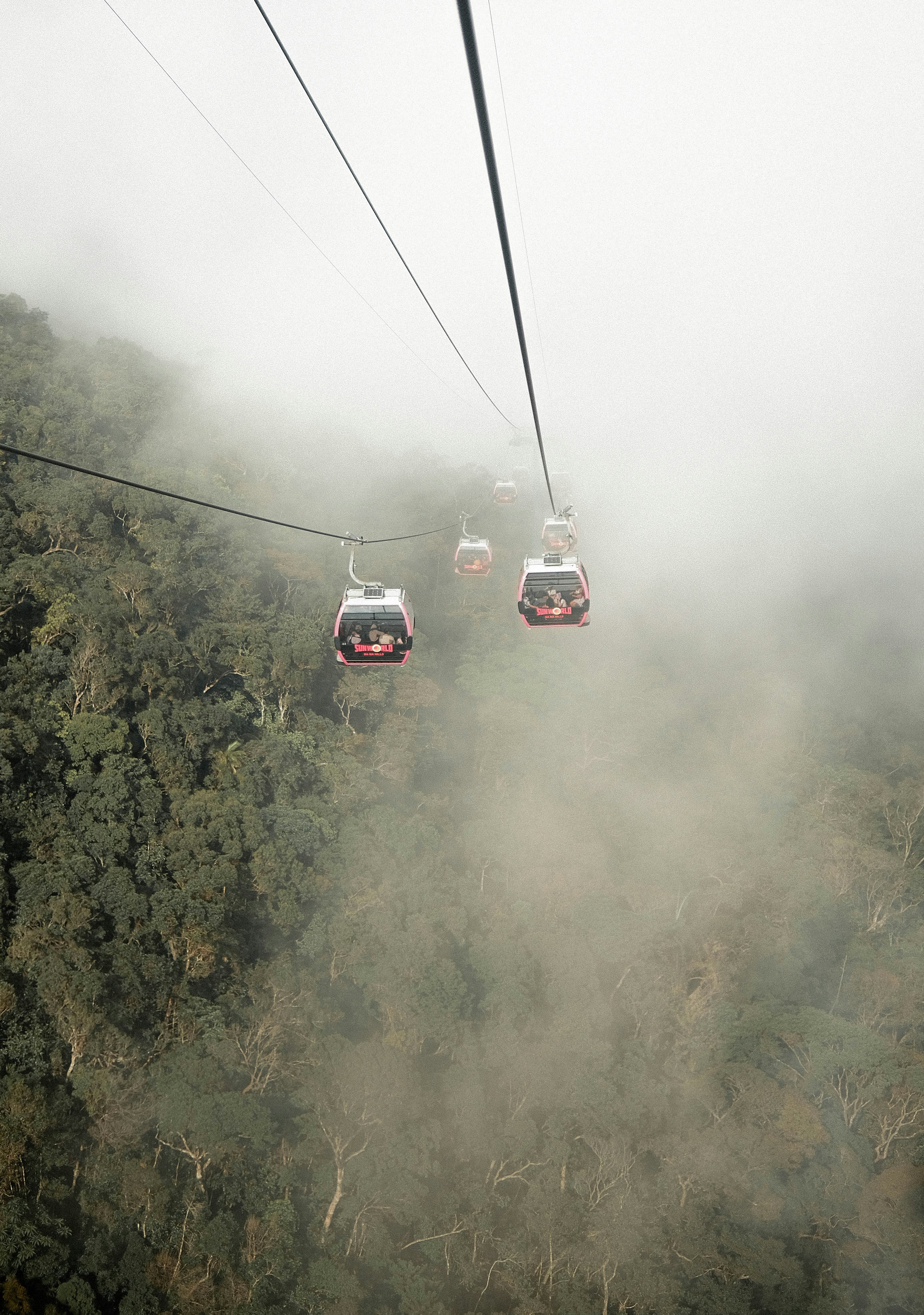Aerial view of gondolas gliding through a dense forest shrouded in fog, showcasing a serene and adventurous atmosphere.