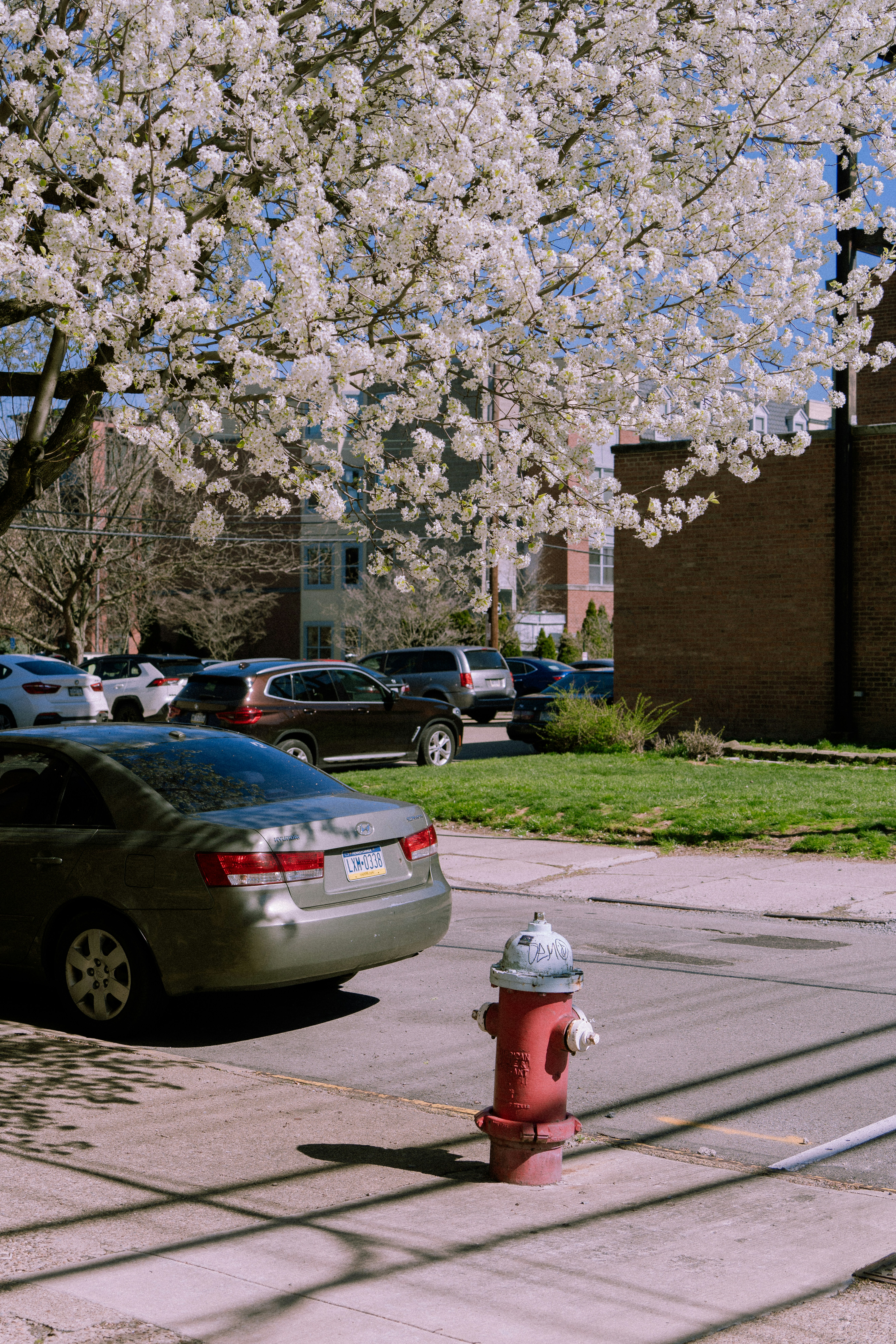 Blossoms Over the Urban Quiet