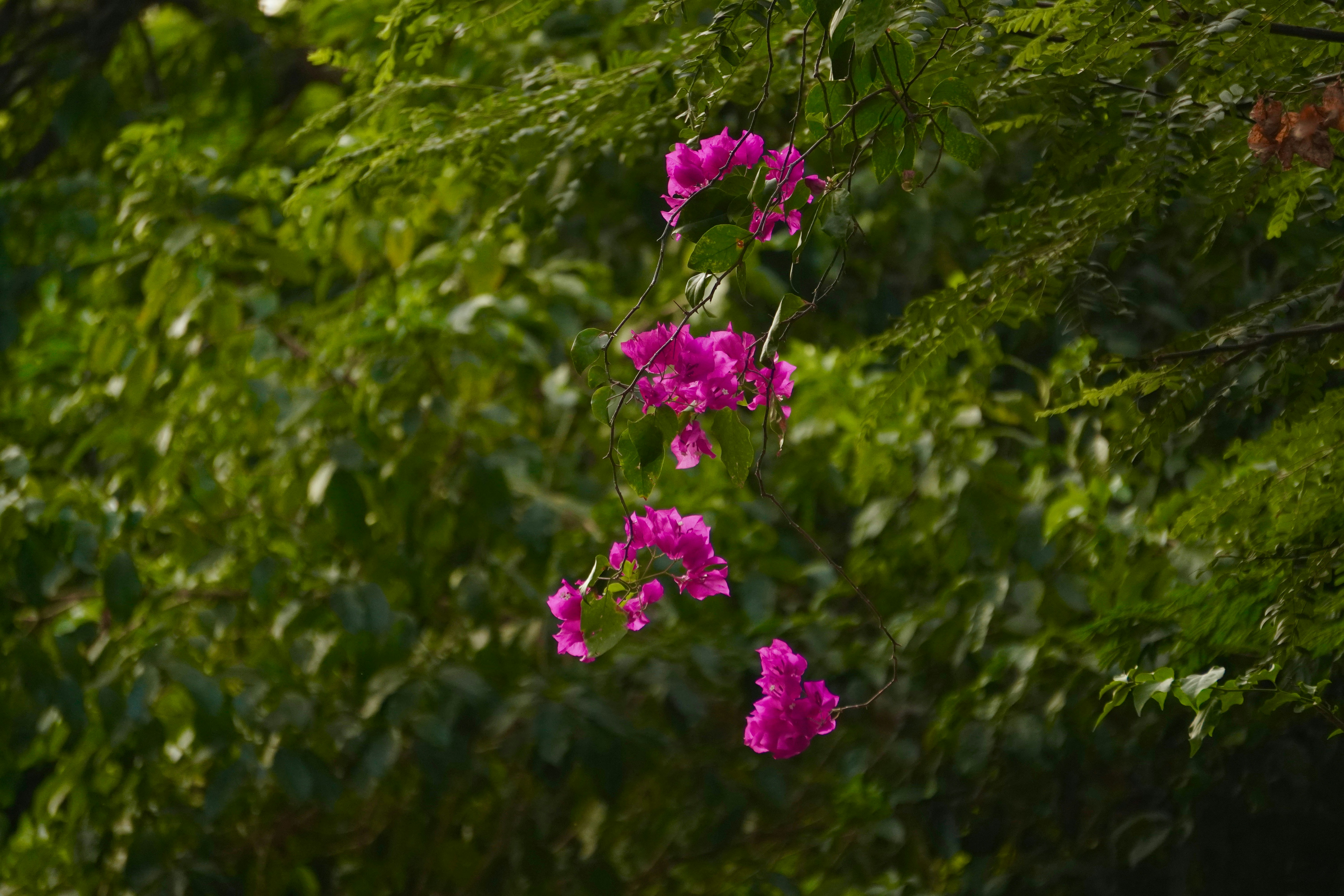 Pink Bougainvillea Clusters Piercing a Sea of Green Leaves