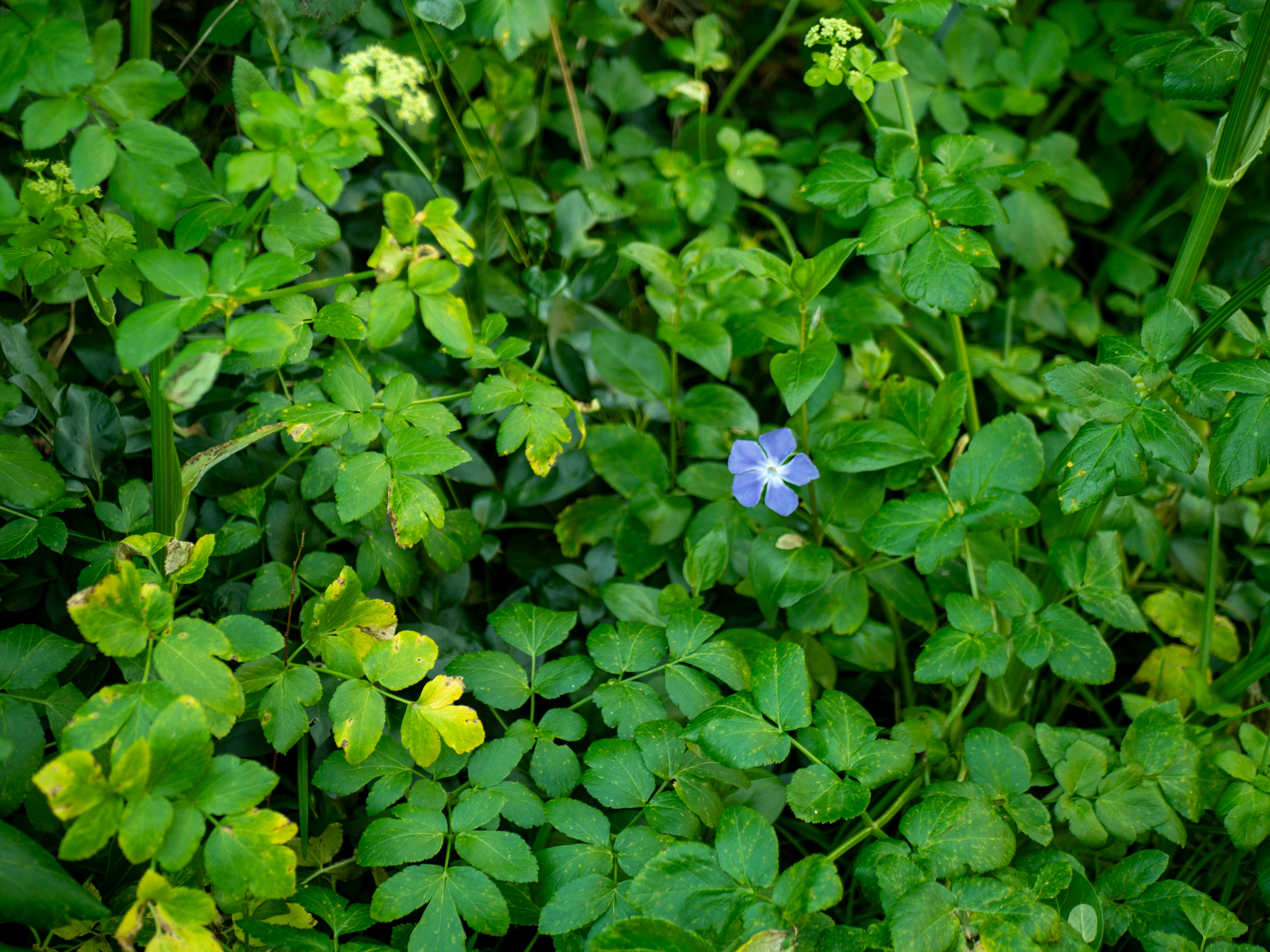 A cobalt bloom punctuates a sea of green foliage