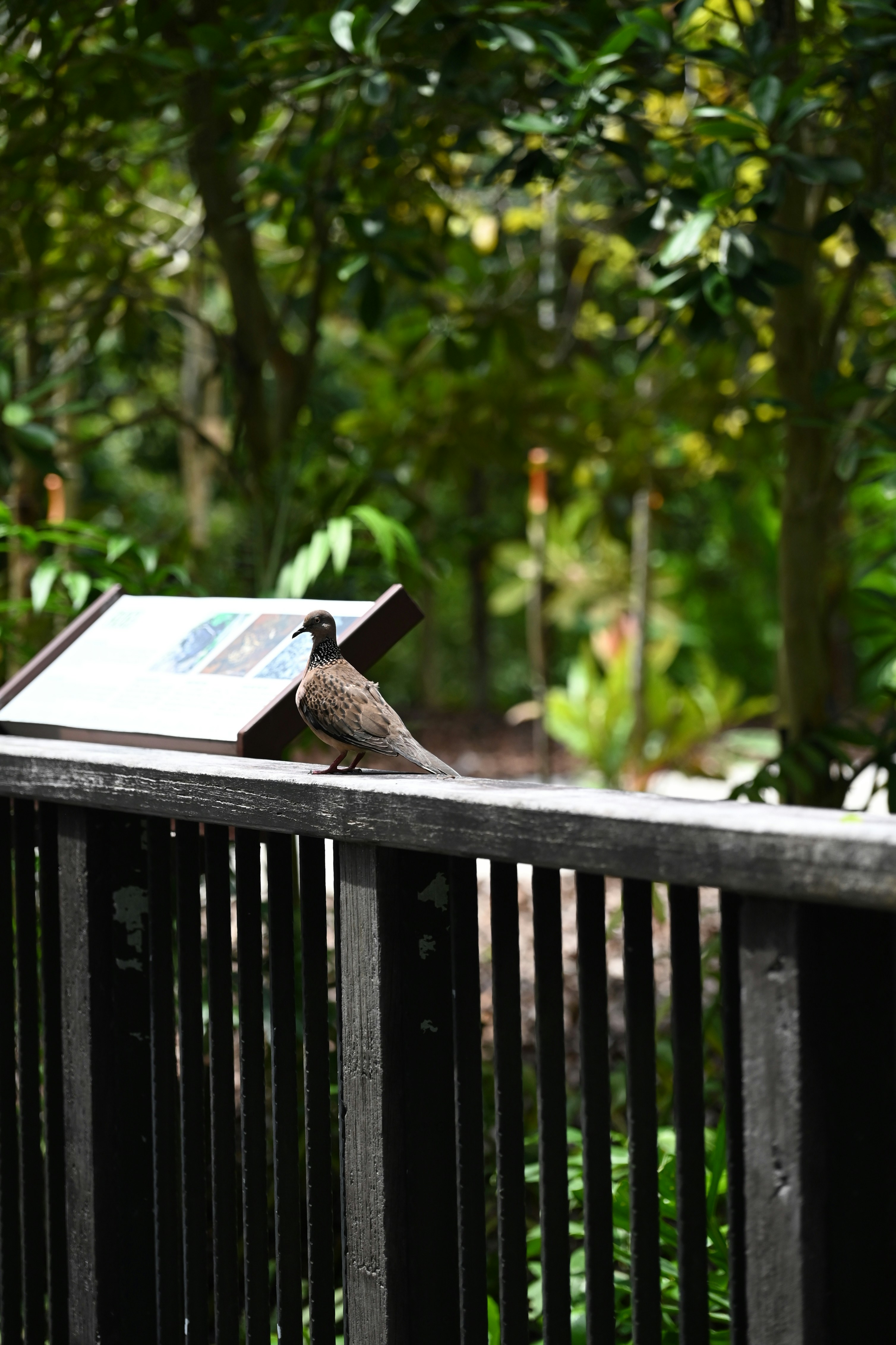 Bird Perch by the Park Information Panel on a Weathered Railing
