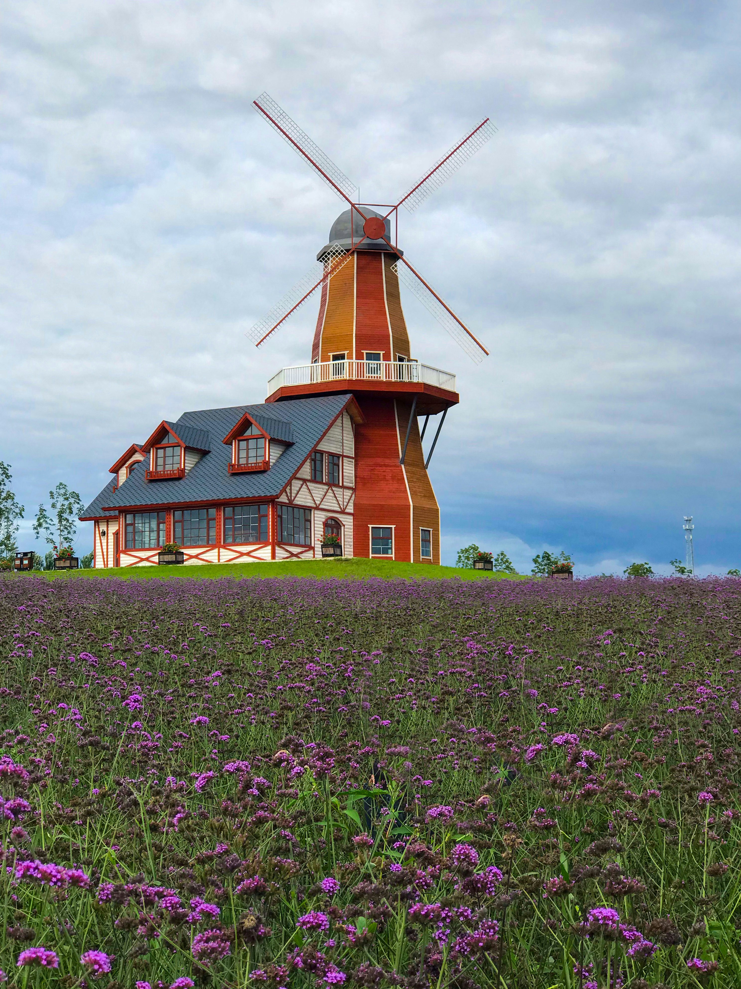 Whispers of the Windmill: A Floral Embrace