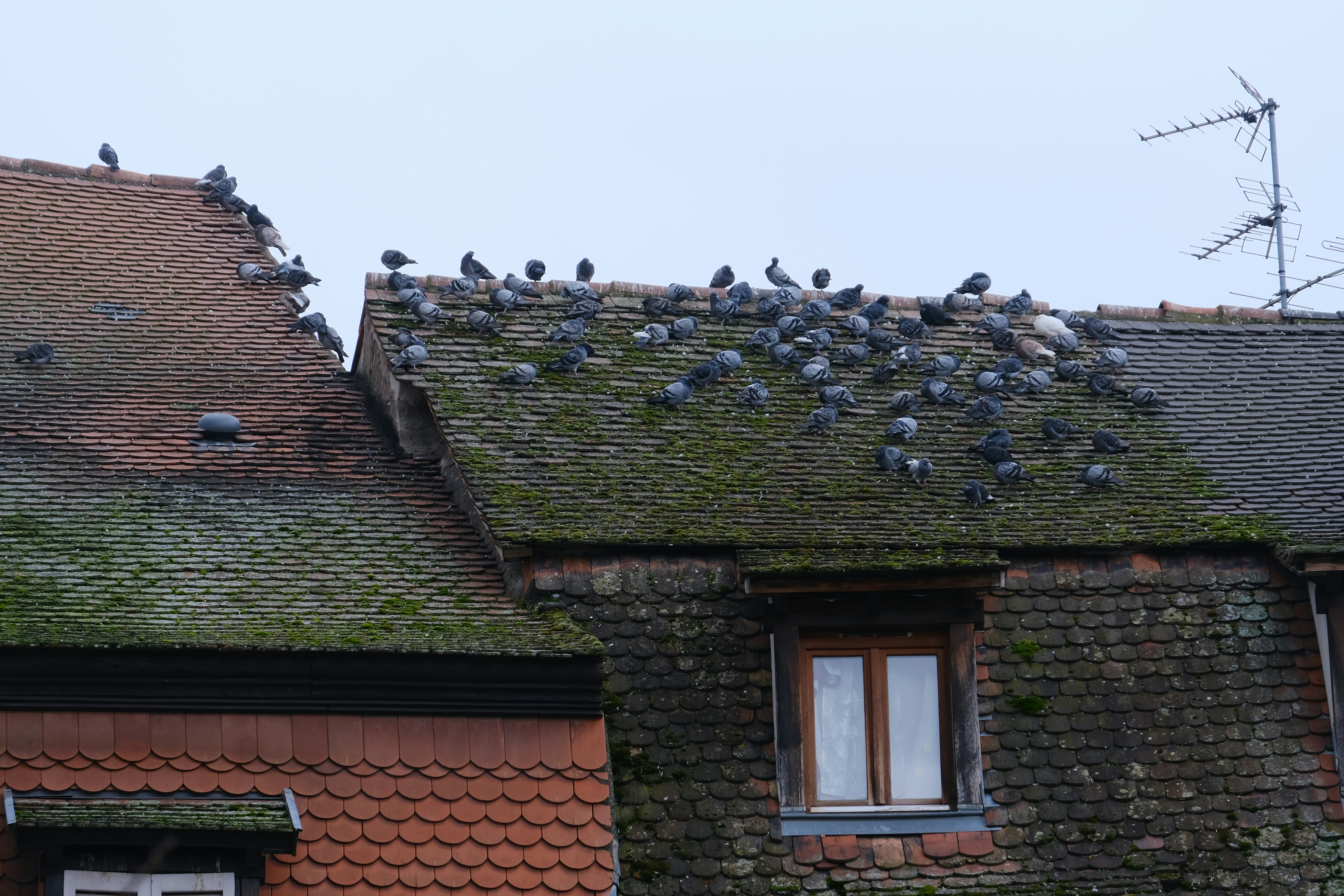 Ridge of Moss and Pigeons: An Urban Rooftop Chorus
