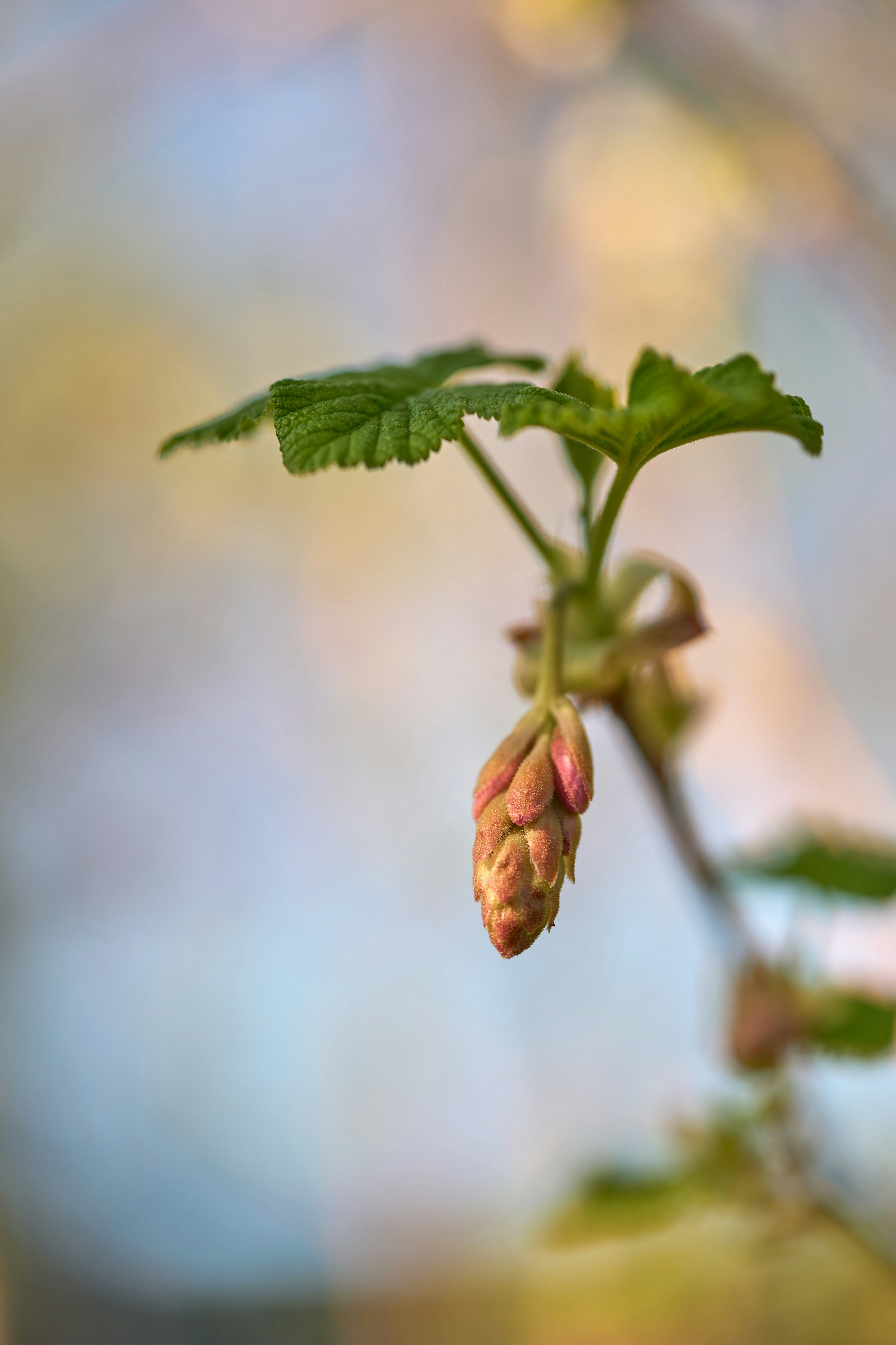 Bud Emergence: A Close-Up of a Tender Strawberry Blooming
